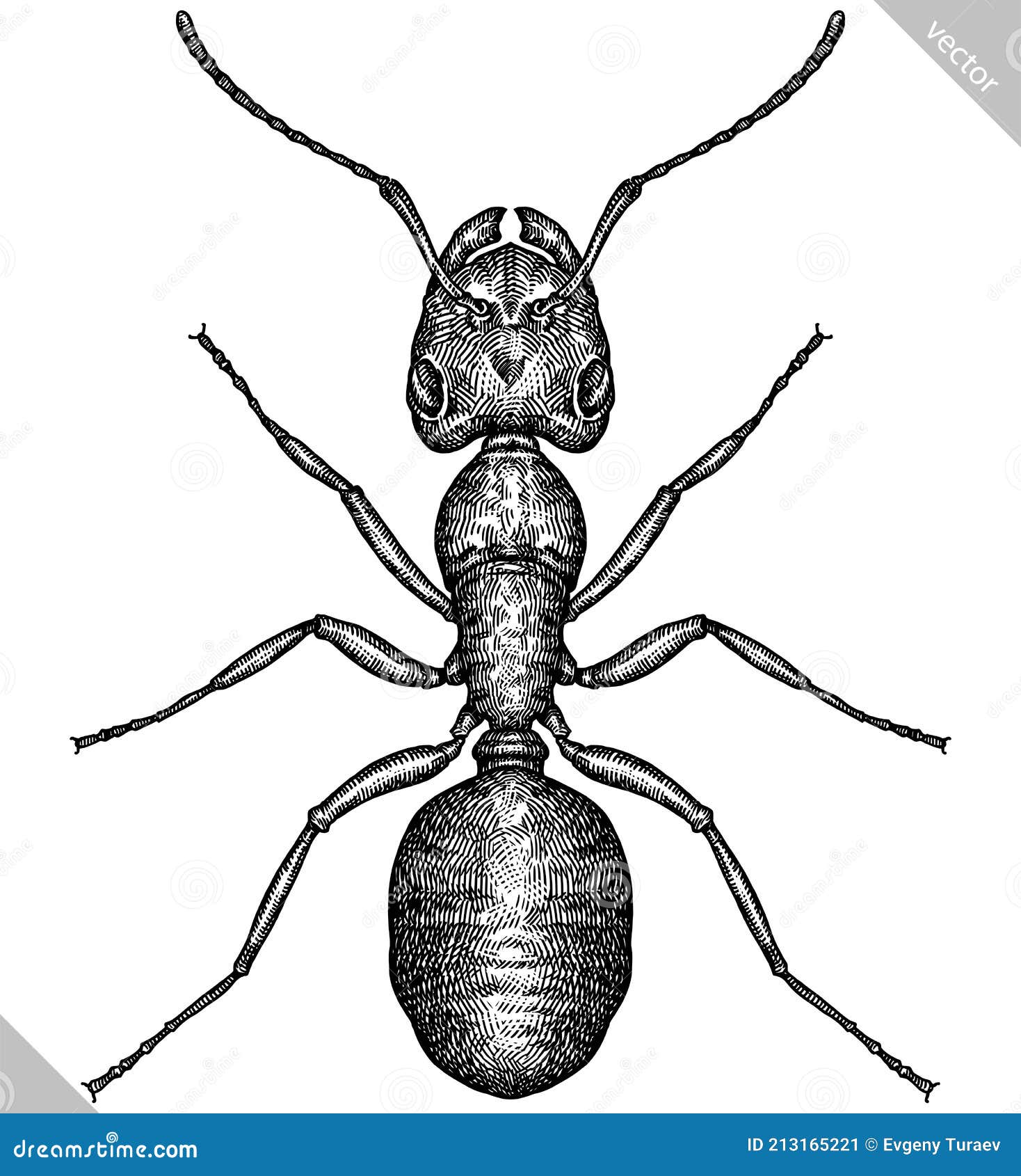 Engrave Isolated Ant Hand Drawn Graphic Illustration Stock Vector ...