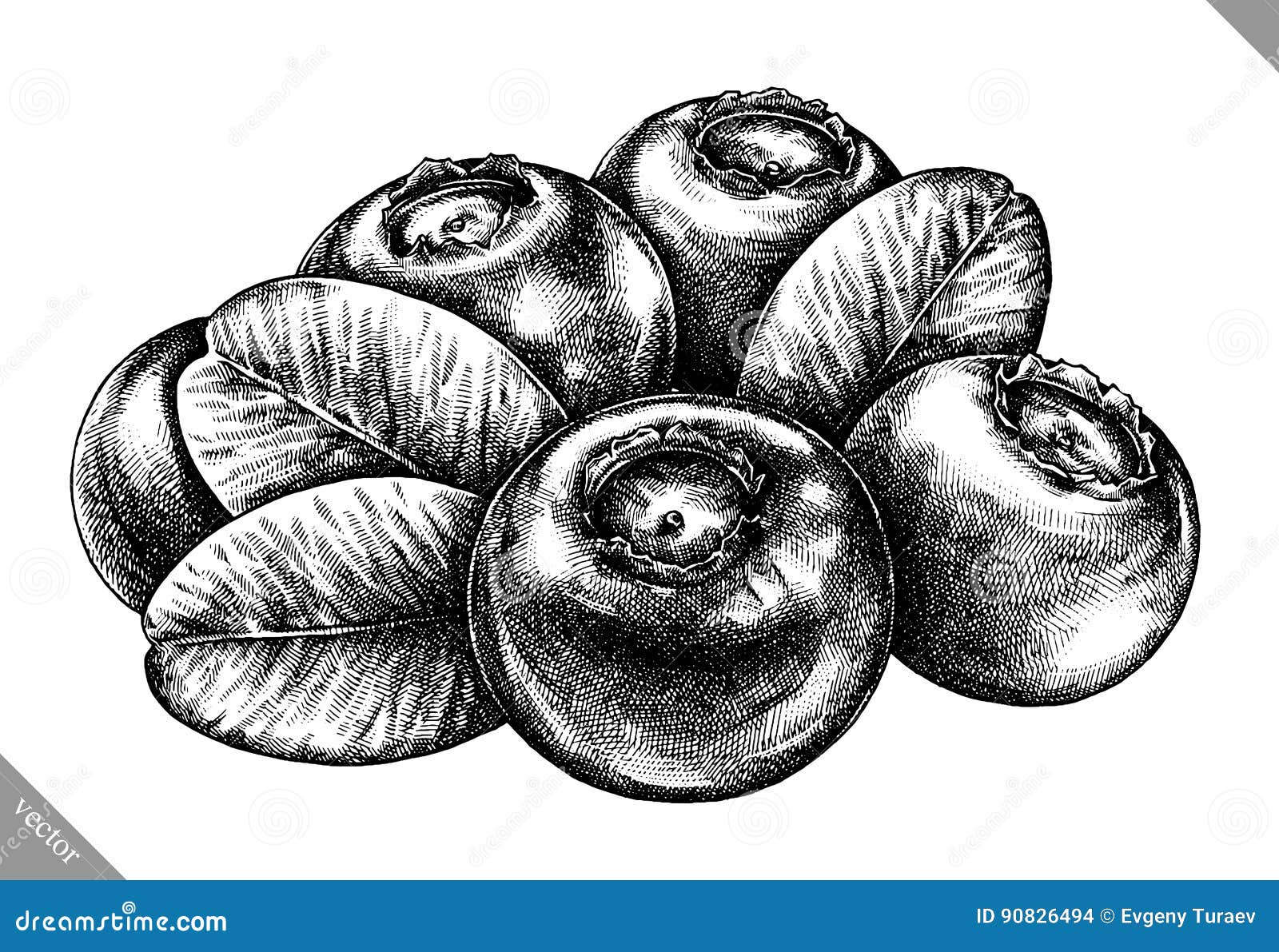 Blueberry Hand Drawing Vintage Clip Art Isolate On White Background ...