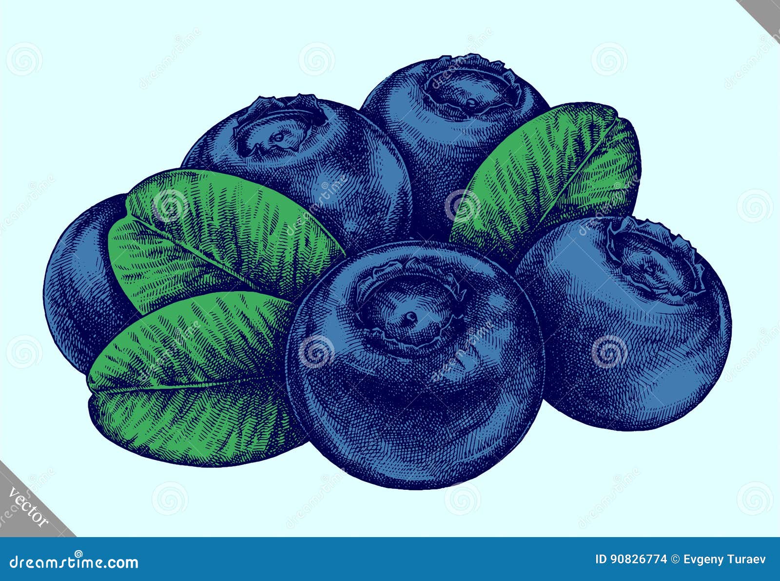 Engrave Isolated Blueberry Hand Drawn Graphic Vector Illustration Stock ...