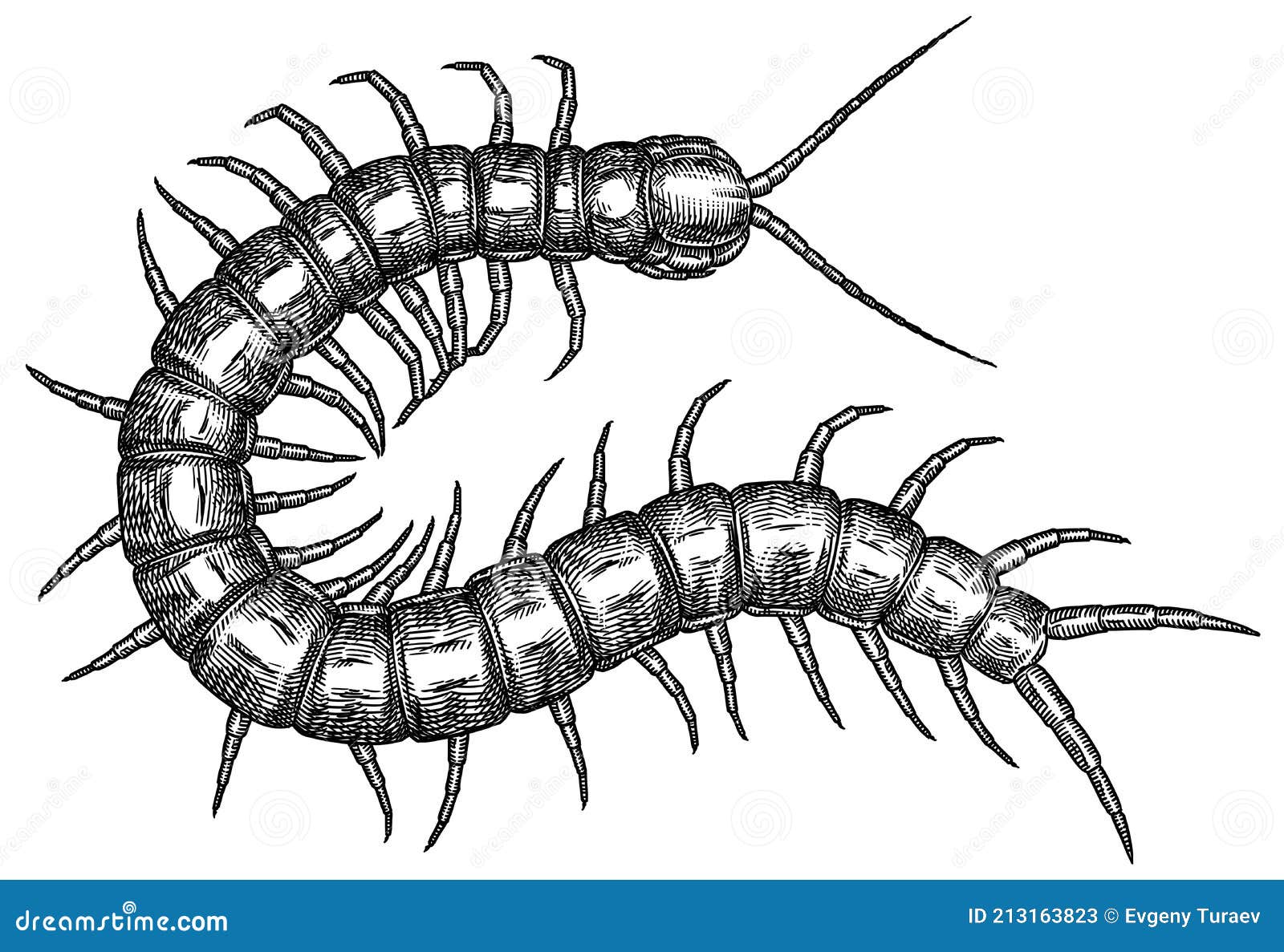 Engrave Isolated Centipede Hand Drawn Graphic Illustration Stock ...