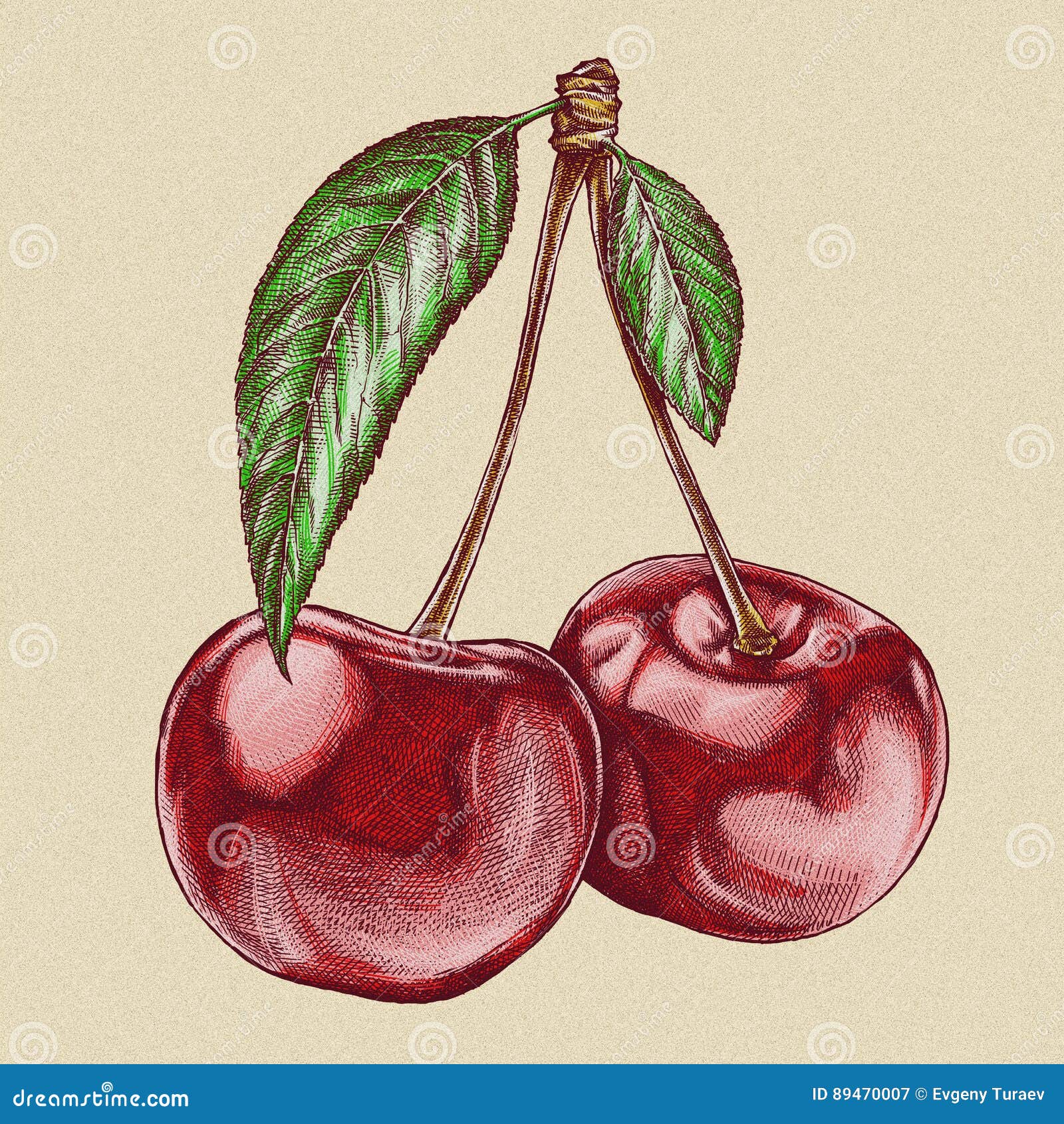 Engrave Isolated Cherry Hand Drawn Graphic Illustration Stock ...