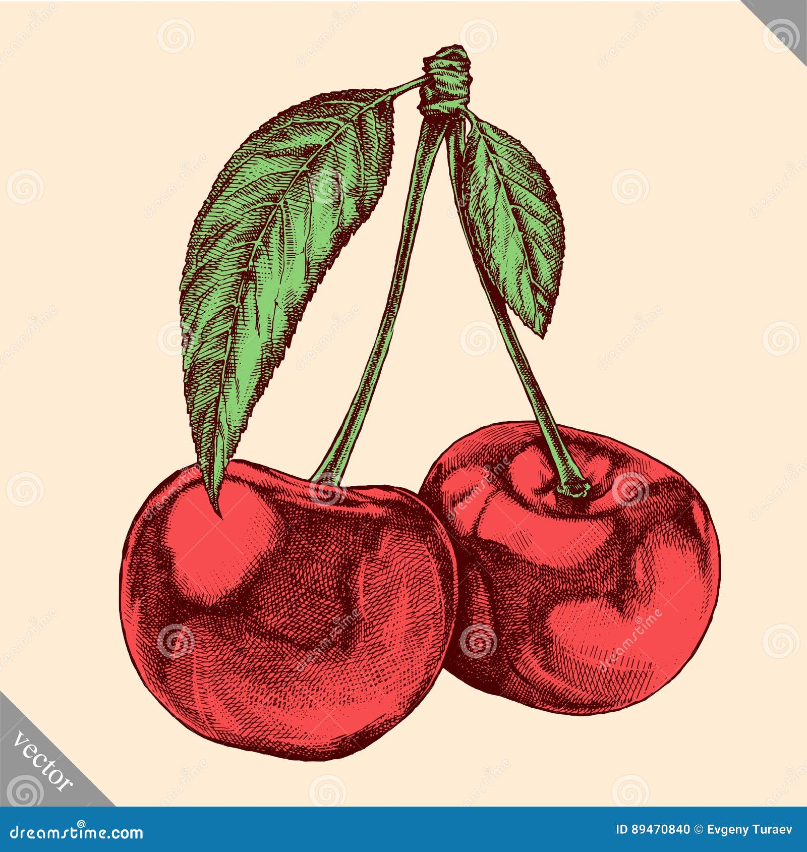 Engrave Isolated Cherry Hand Drawn Graphic Vector Illustration Stock ...