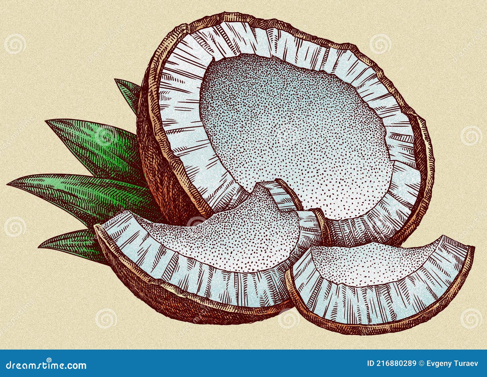 Coconut Hand Draw Seamless Pattern. Vector Coco Isolated On White ...