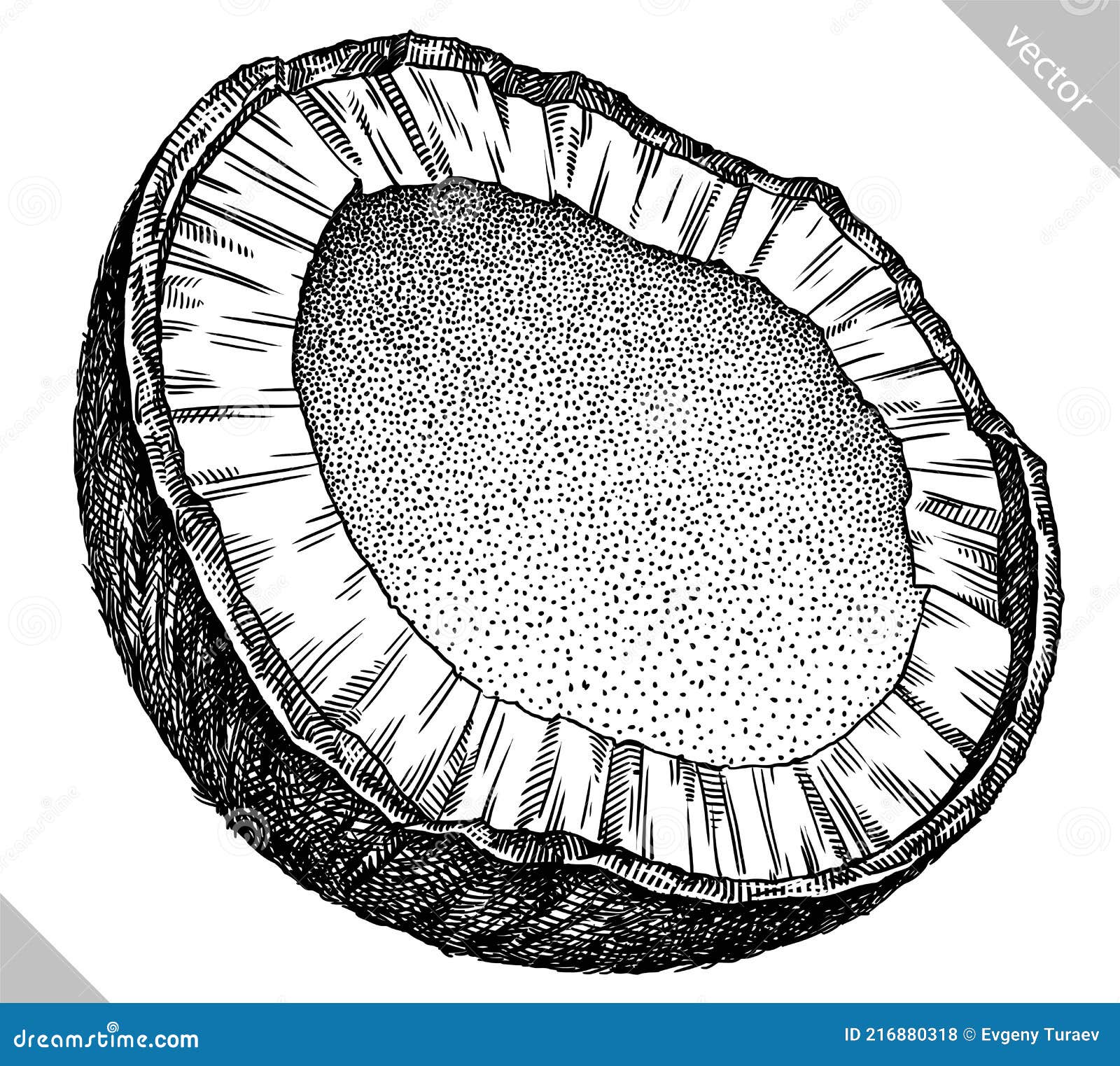 Engrave Isolated Coconut Hand Drawn Graphic Vector Illustration Stock ...