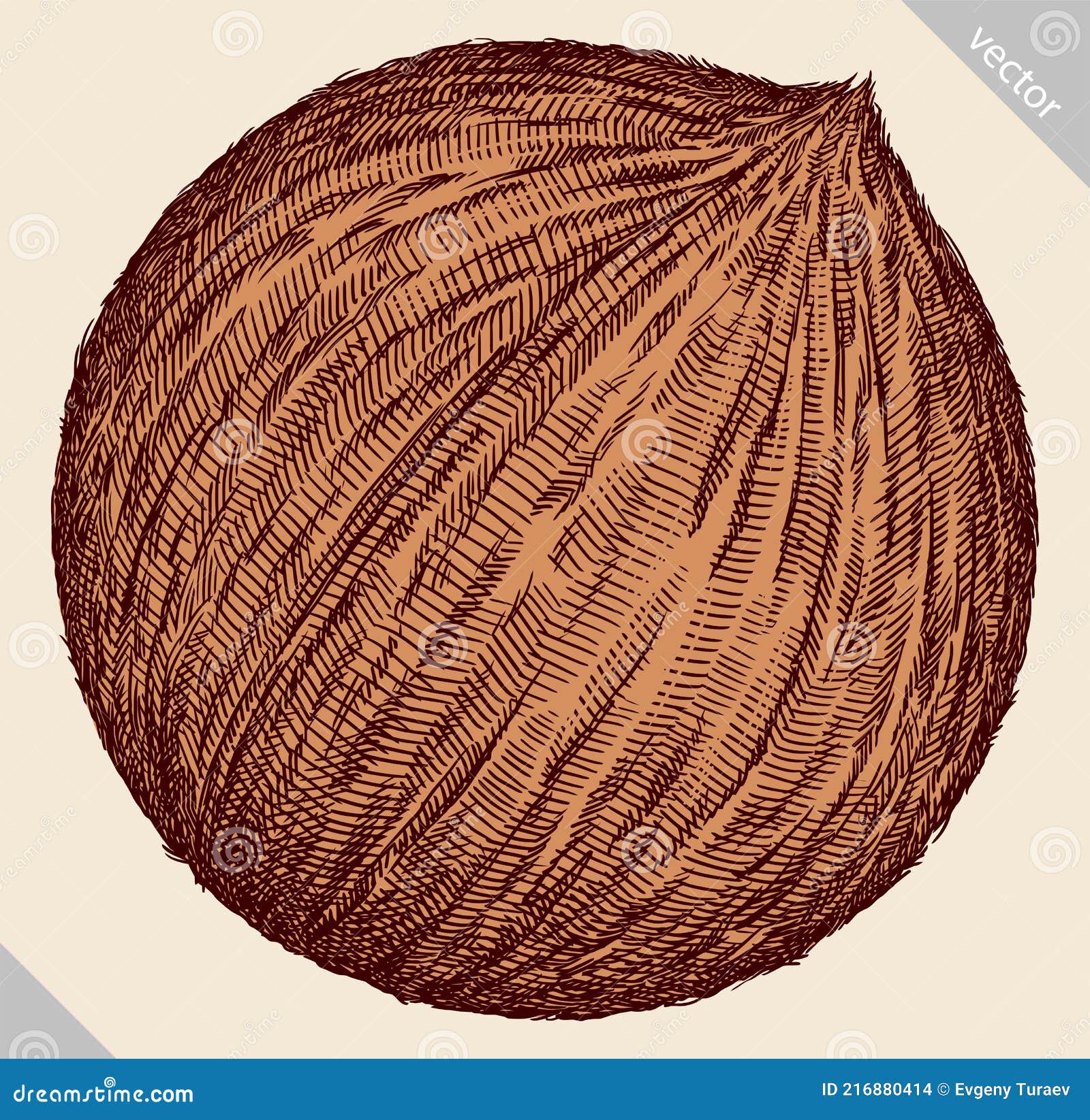 Engrave Isolated Coconut Hand Drawn Graphic Vector Illustration Stock ...