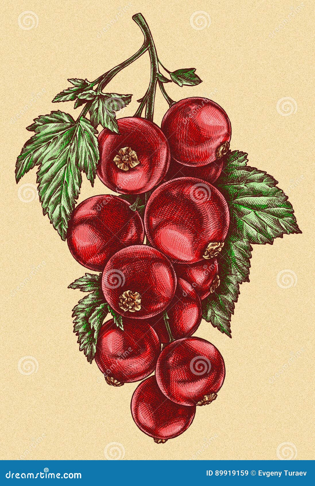 Engrave Isolated Currant Hand Drawn Graphic Illustration Stock ...