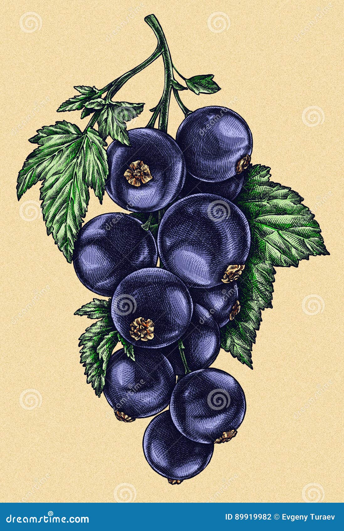 Engrave Isolated Currant Hand Drawn Graphic Illustration Stock ...