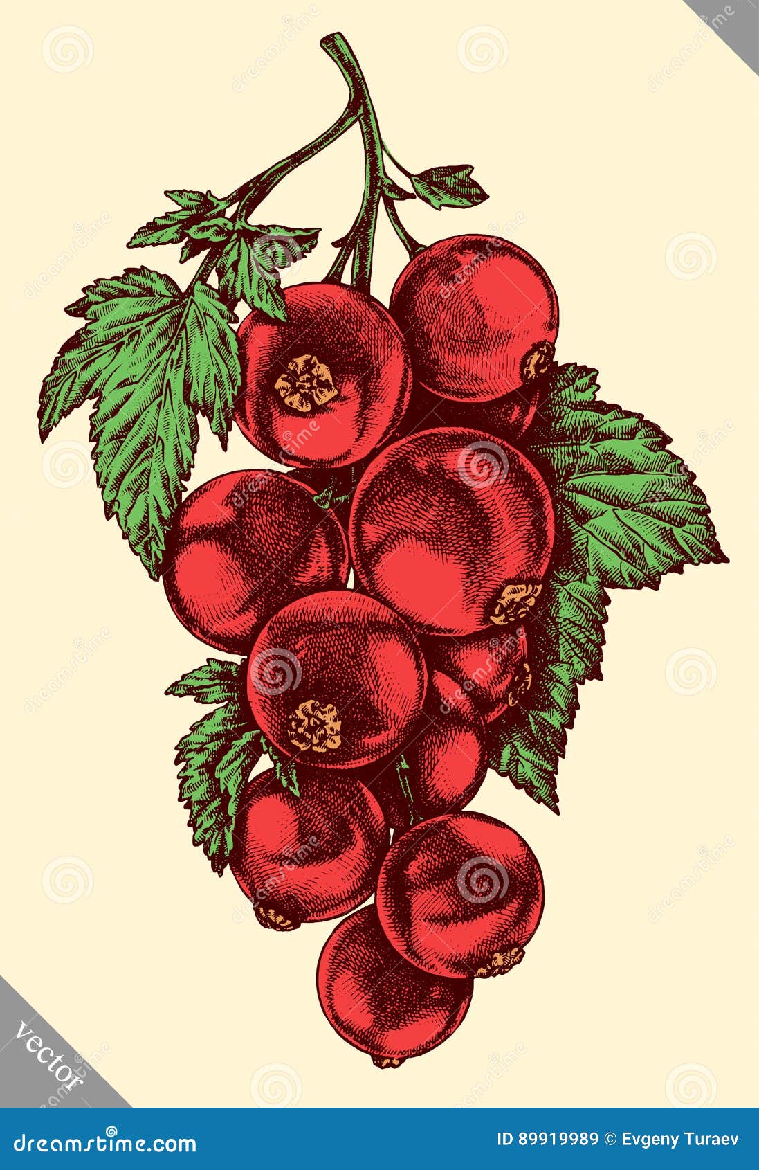 Engrave Isolated Currant Hand Drawn Graphic Vector Illustration Stock ...