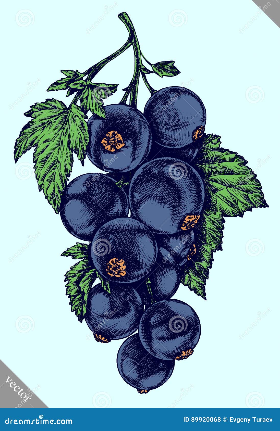 Engrave Isolated Currant Hand Drawn Graphic Vector Illustration Stock ...