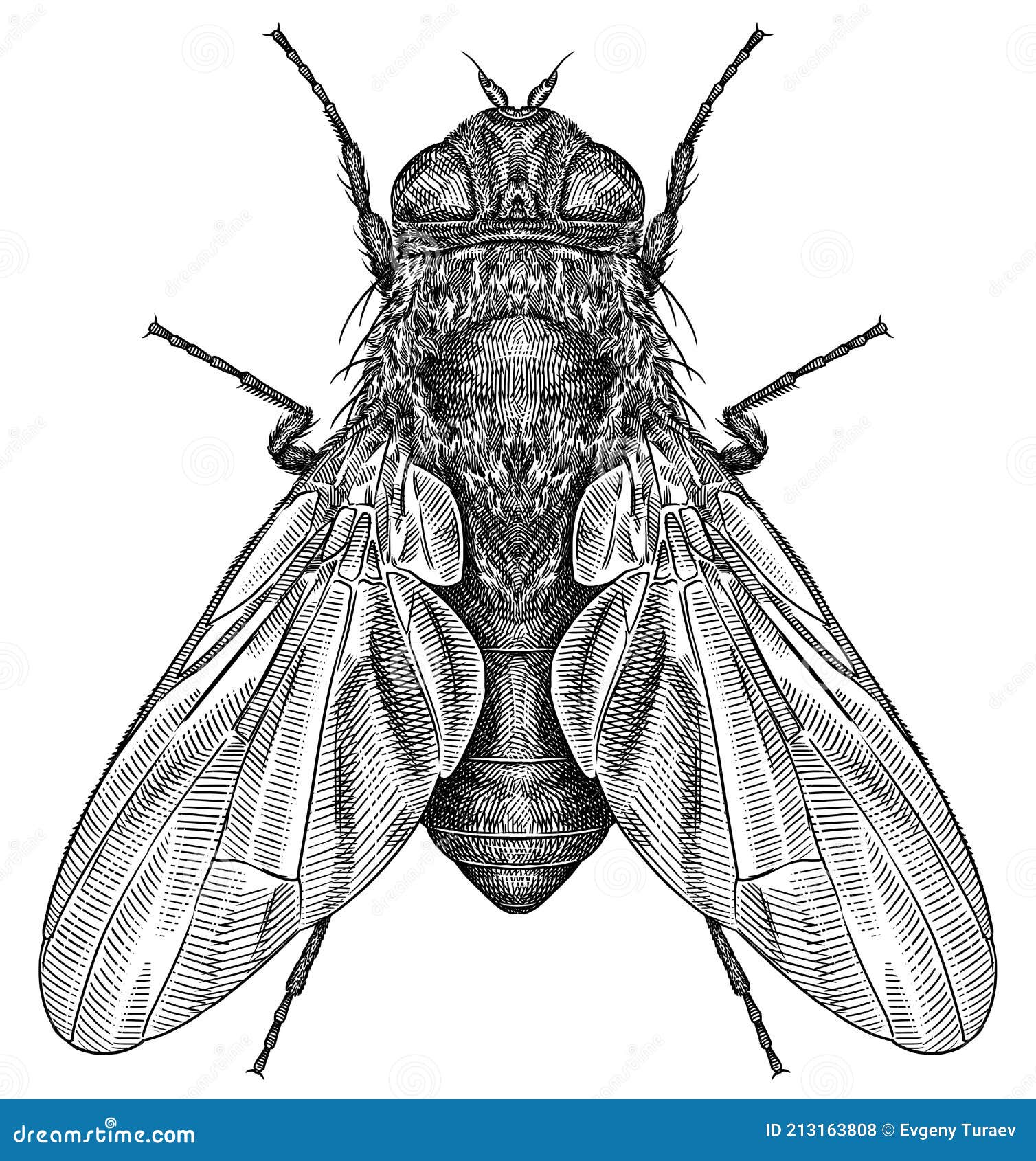 Housefly Hand Drawn Icon. Insect Parasite Pictogram. Winged Common Or ...