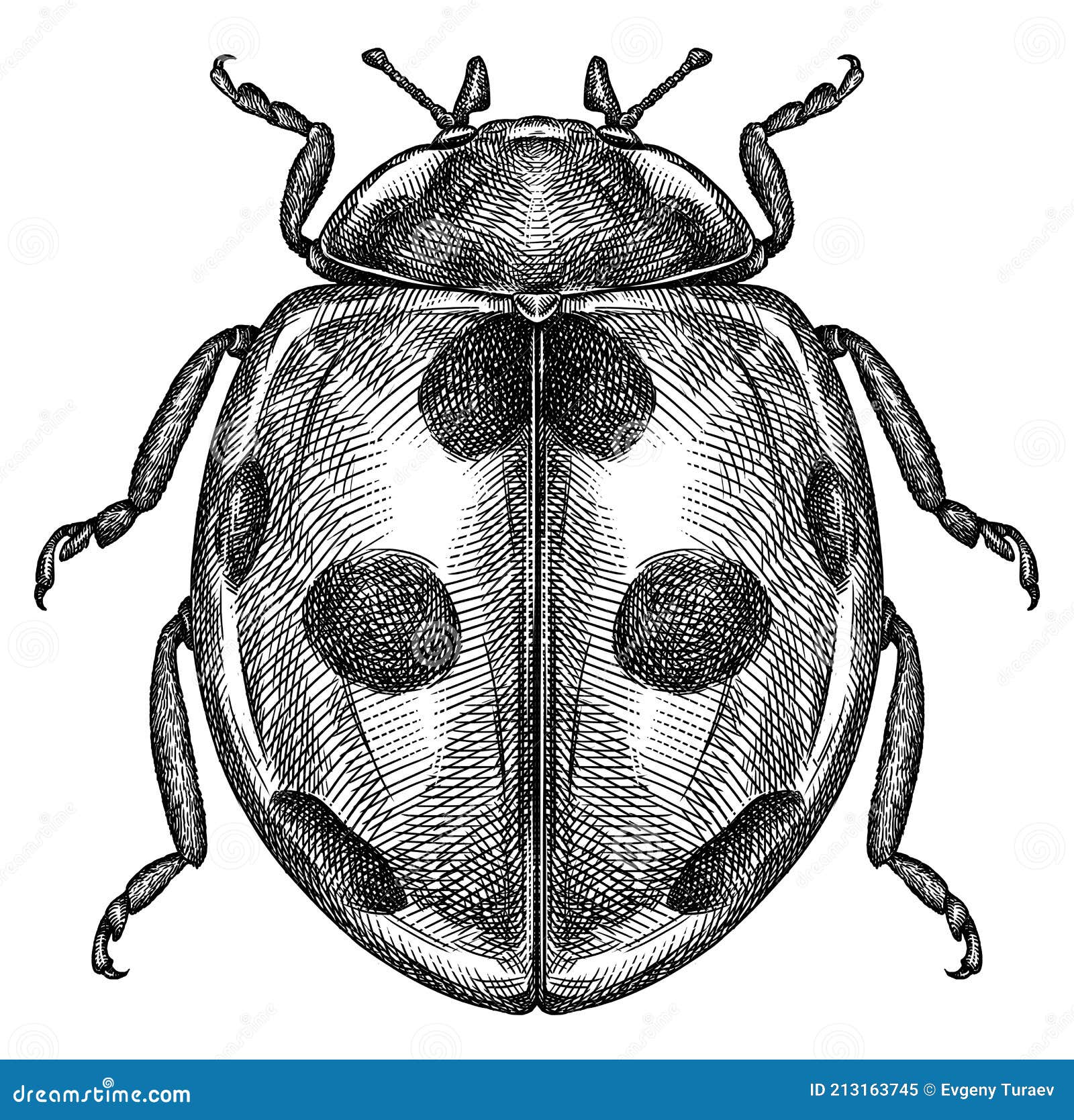 Ladybug Hand Drawn Vector Doodle Illustration. Cartoon Ladybug ...