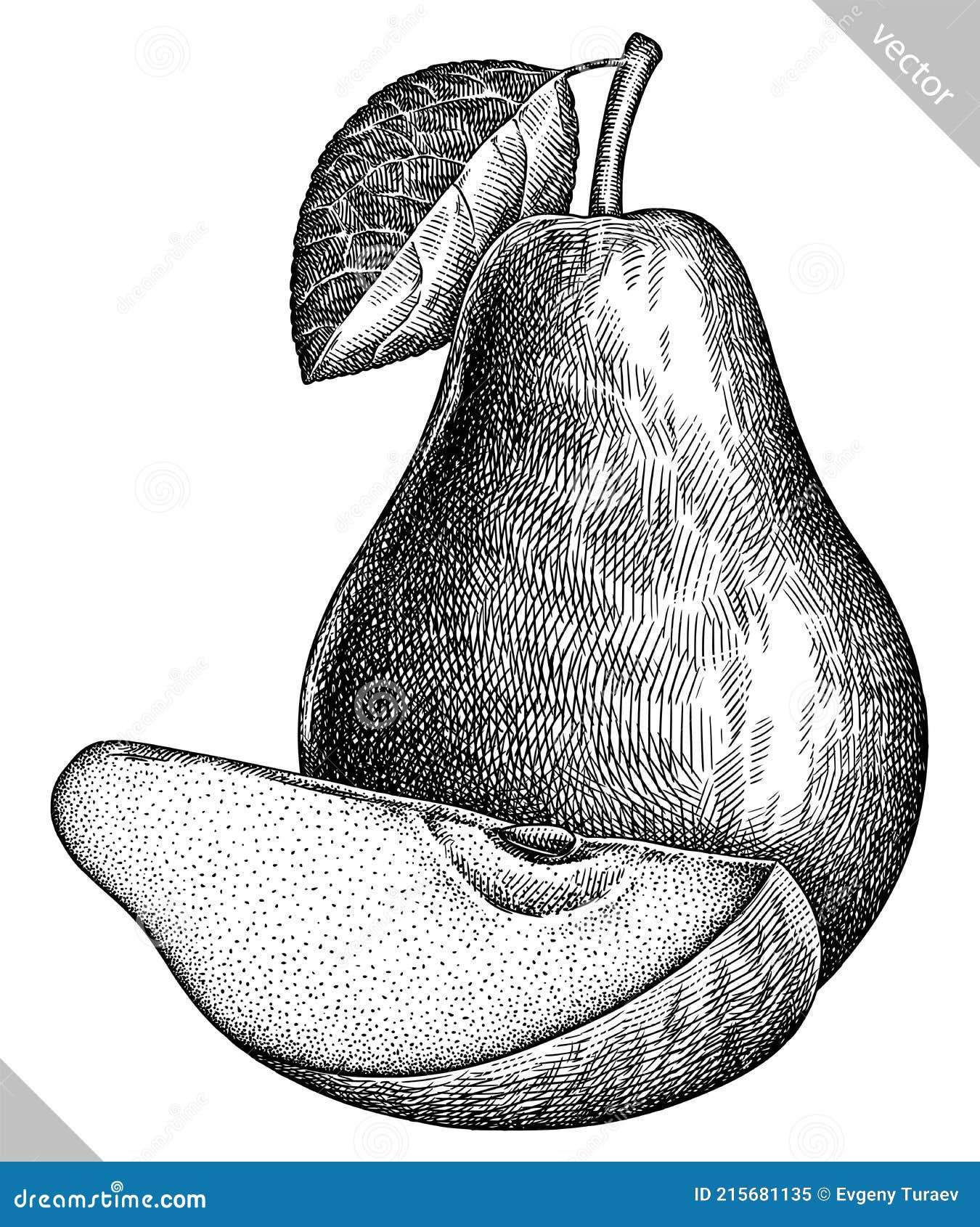 Engrave Isolated Pear Hand Drawn Graphic Vector Illustration Stock ...