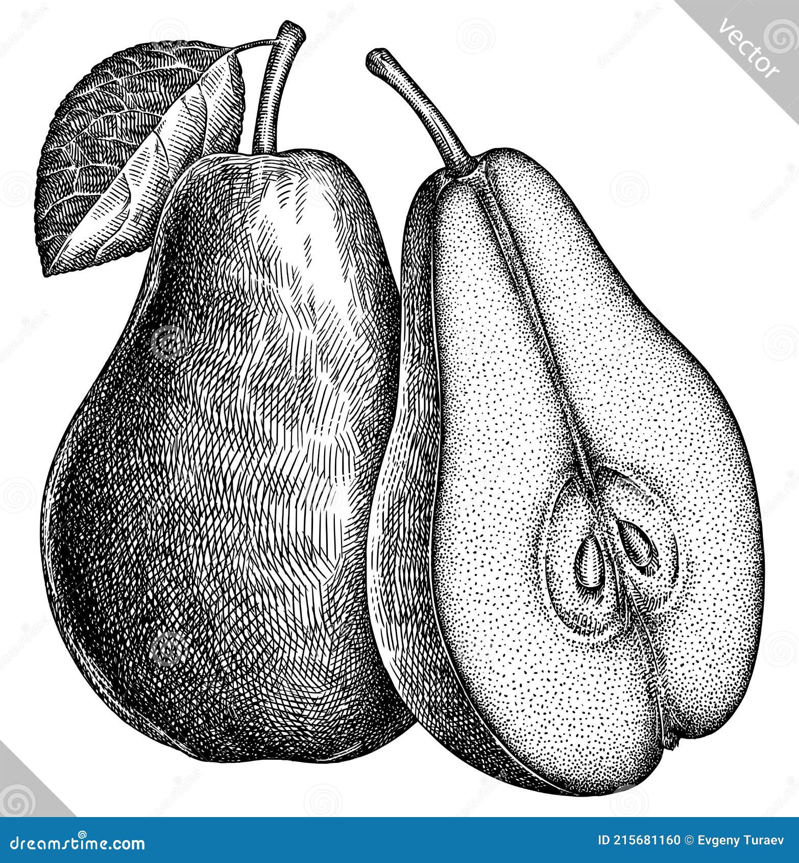 Engrave Isolated Pear Hand Drawn Graphic Vector Illustration Stock ...