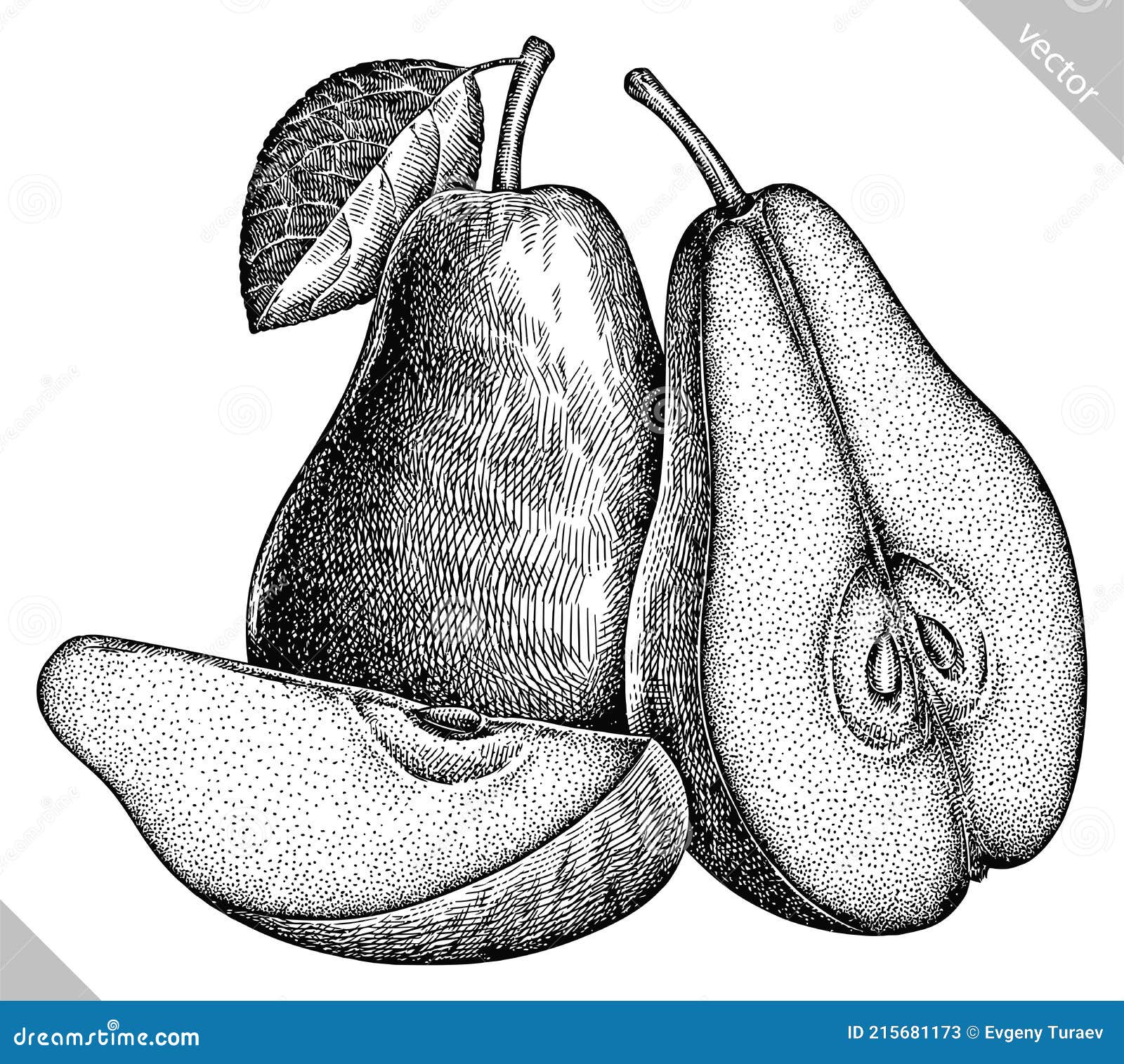 Engrave Isolated Pear Hand Drawn Graphic Vector Illustration Stock ...
