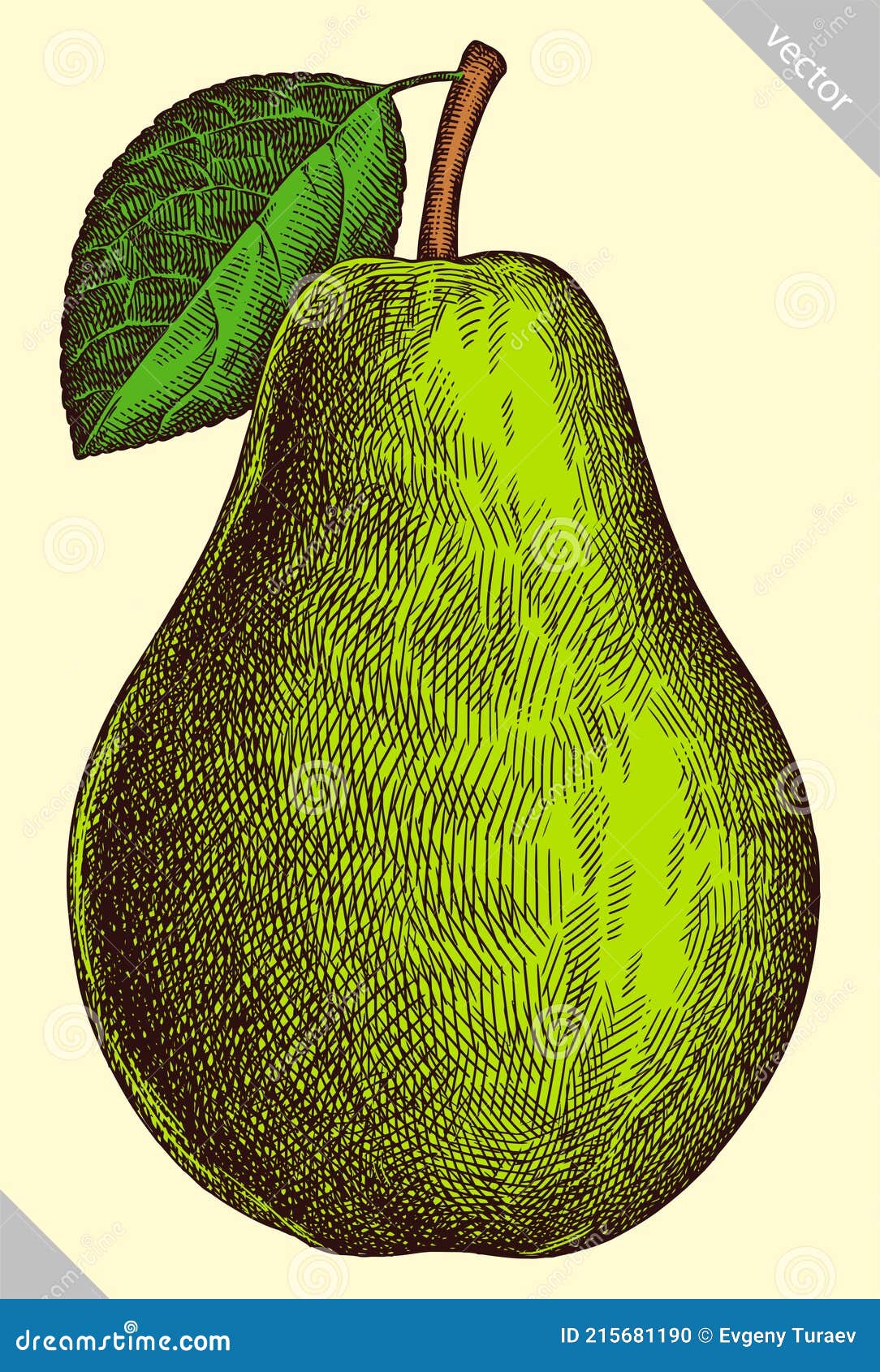 Engrave Isolated Pear Hand Drawn Graphic Vector Illustration Stock ...
