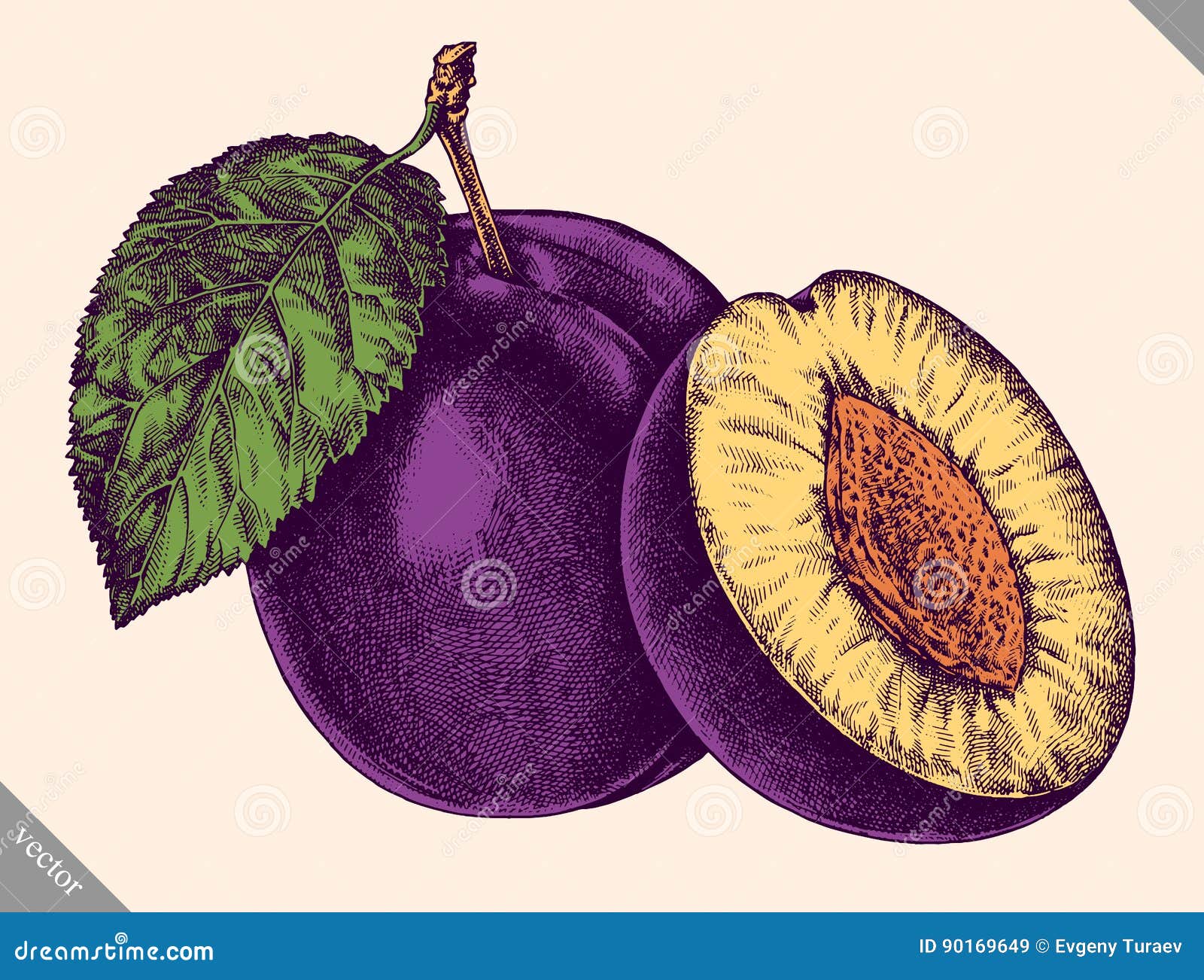 Engrave Isolated Plum Hand Drawn Graphic Vector Illustration Stock ...