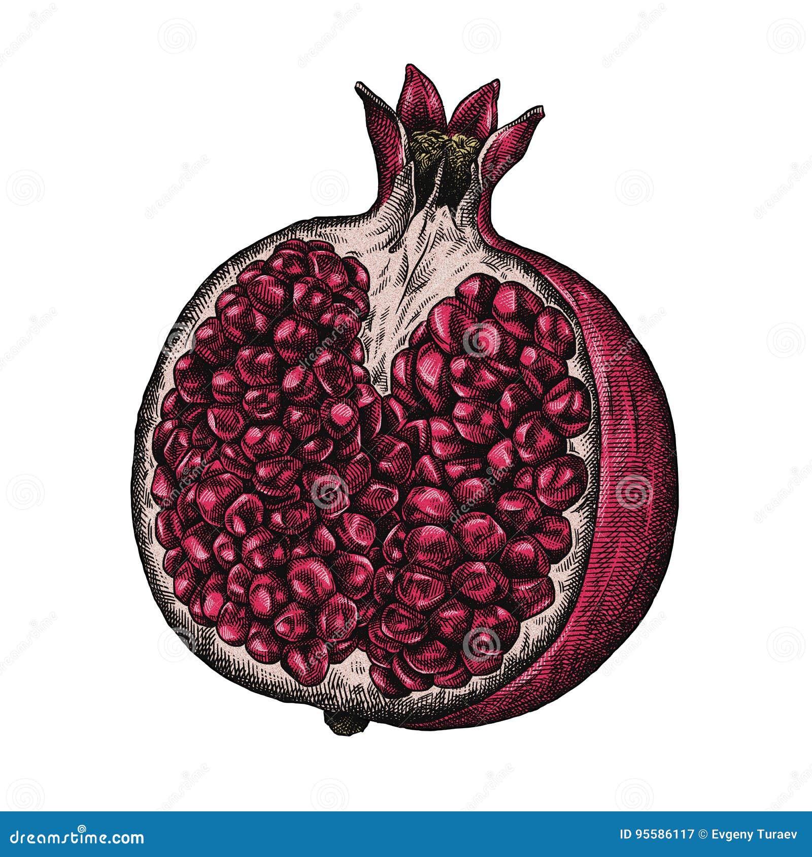 Pomegranate Hand Drawing Vintage Clip Art Isolated On White Back Vector ...