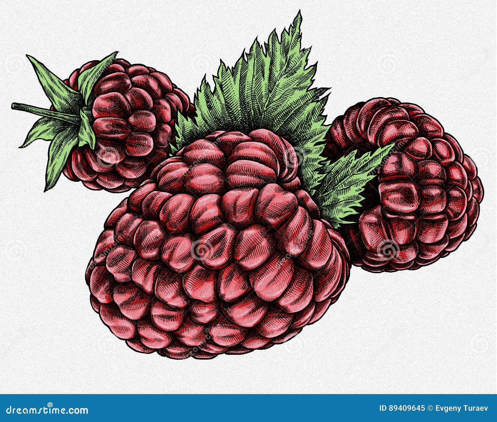 Raspberry Hand Drawn Botanical Illustration With Line Art On White ...