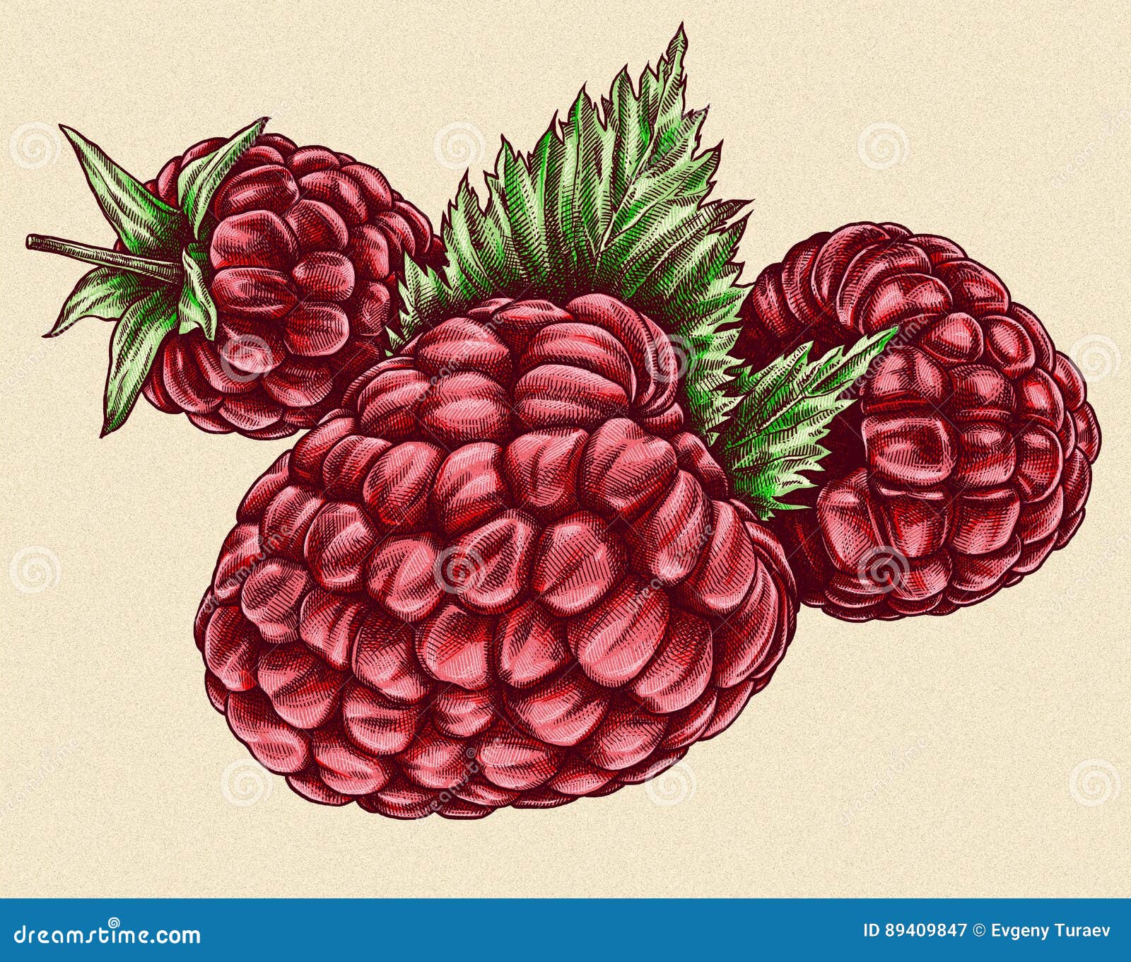 Raspberry Hand Drawn Botanical Illustration With Line Art On White ...