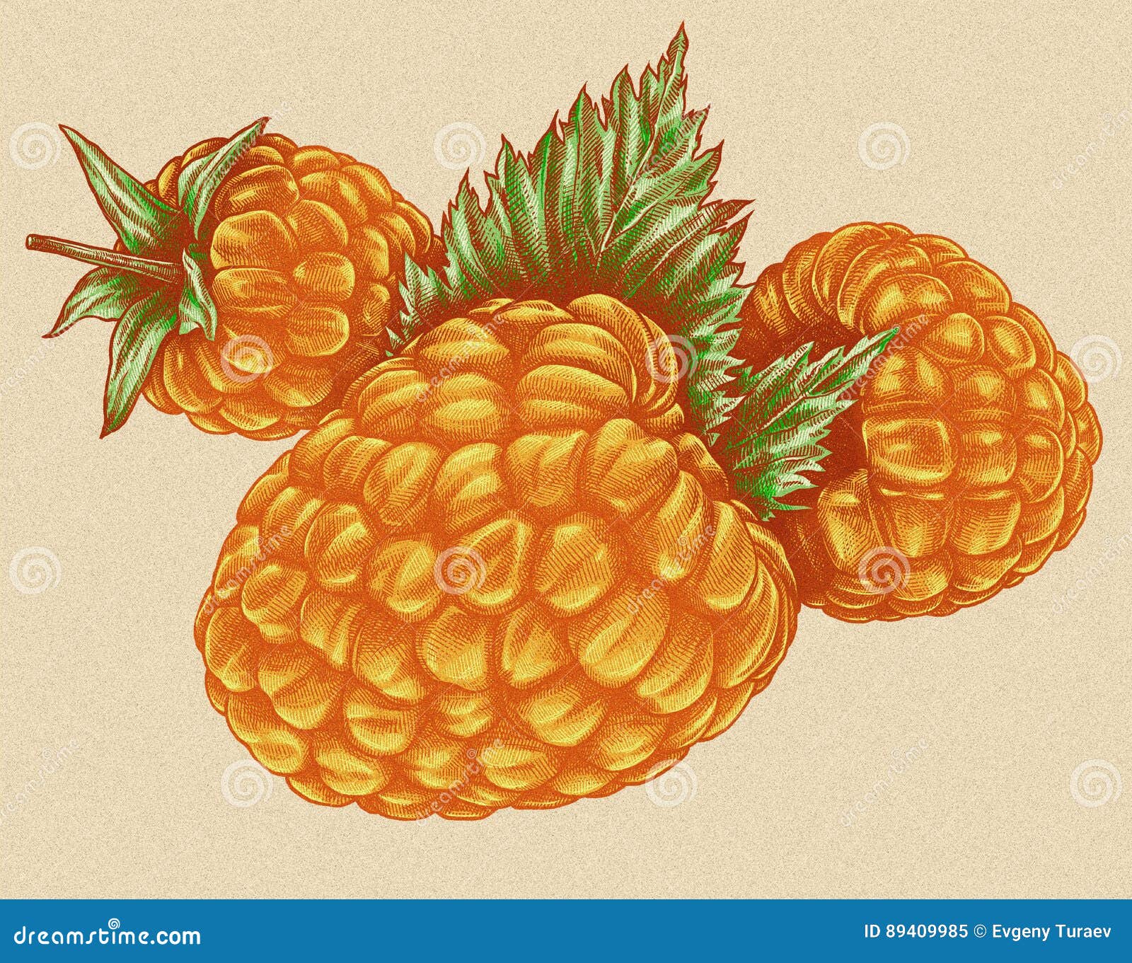 Ink Raspberry Hand Drawn Sketch Cartoon Vector | CartoonDealer.com ...