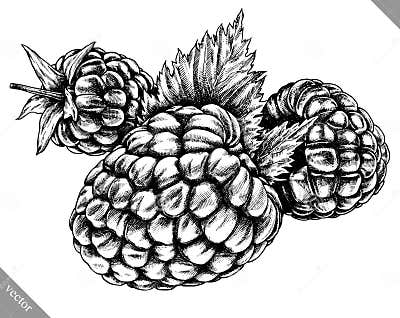 Engrave Isolated Raspberry Hand Drawn Graphic Vector Illustration Stock ...