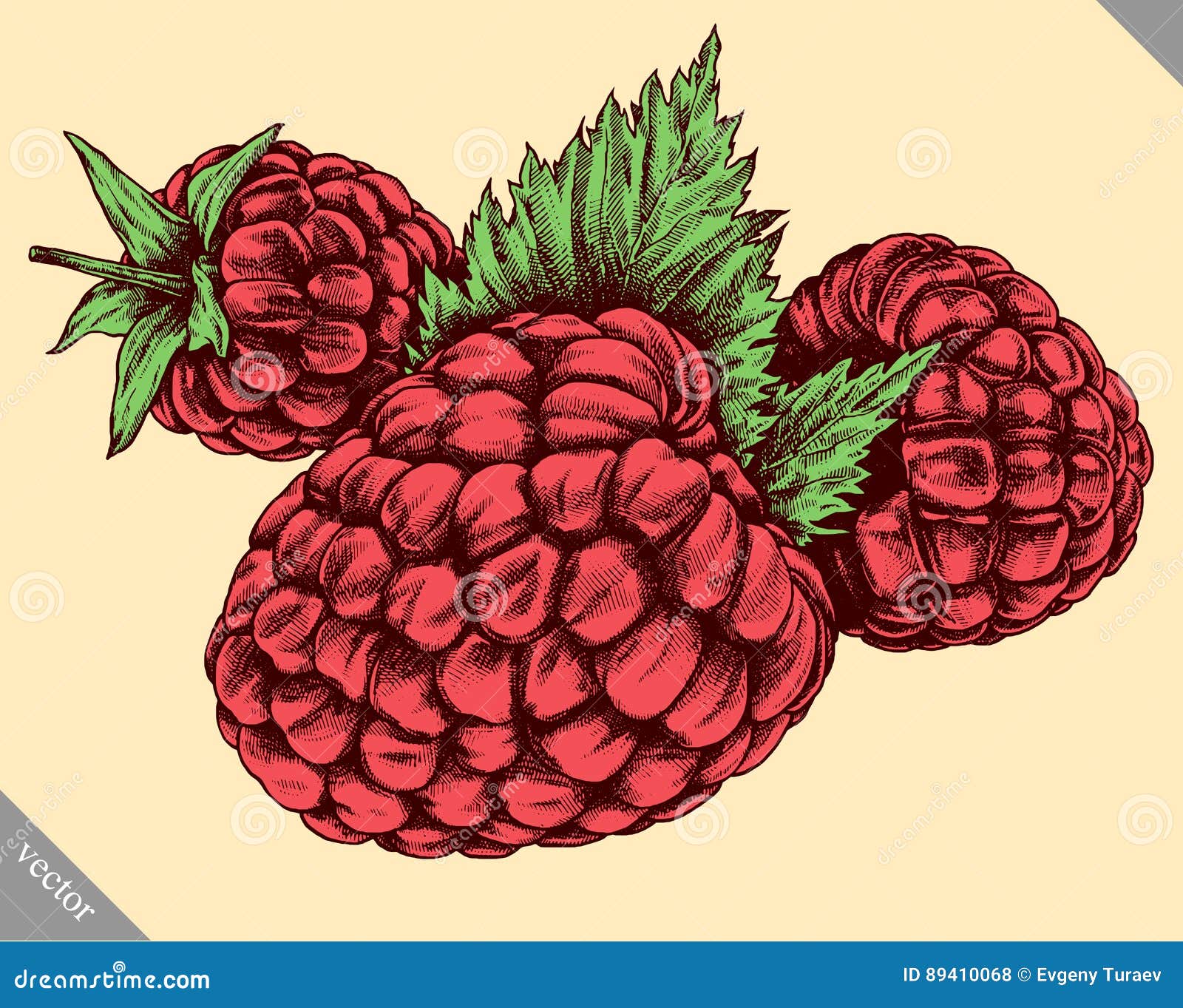 Engrave Isolated Raspberry Hand Drawn Graphic Vector Illustration Stock ...