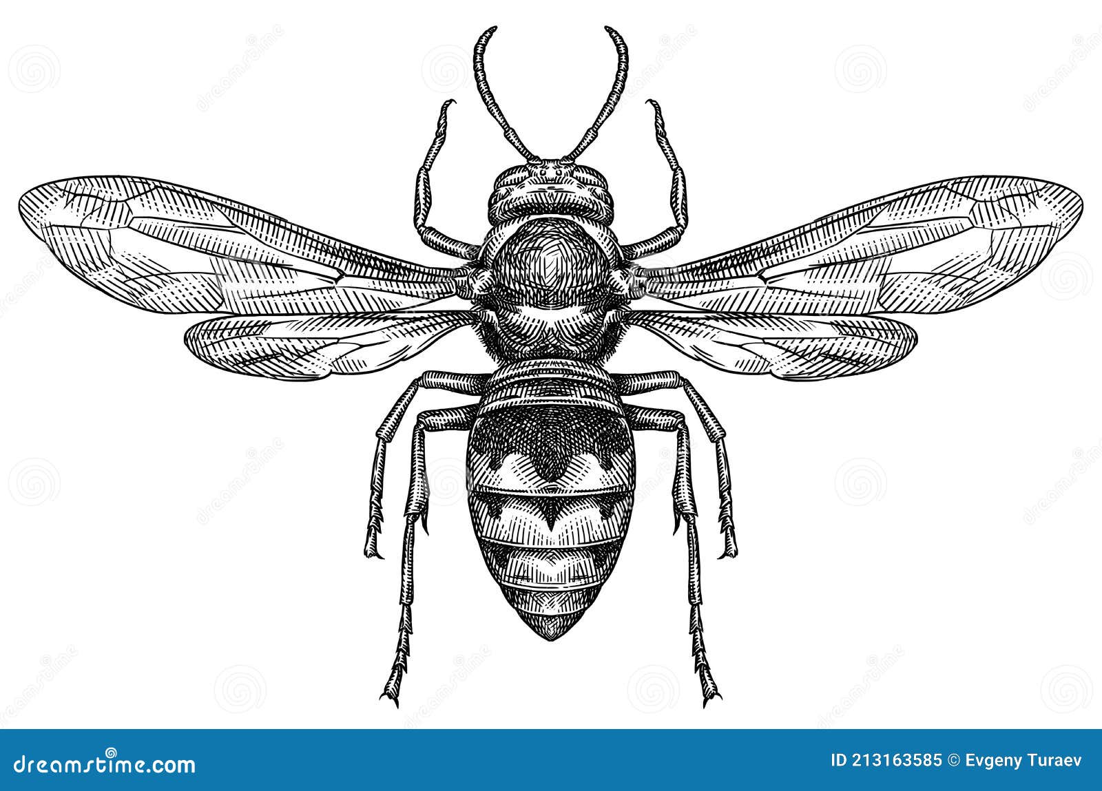 Wasp Hand Draw Vintage Clip Art Isolated On White Background Vector ...