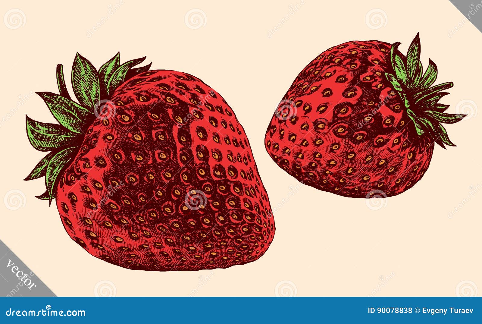 Strawberry Hand Drawing Vintage Engraving Illustration Style Cartoon ...