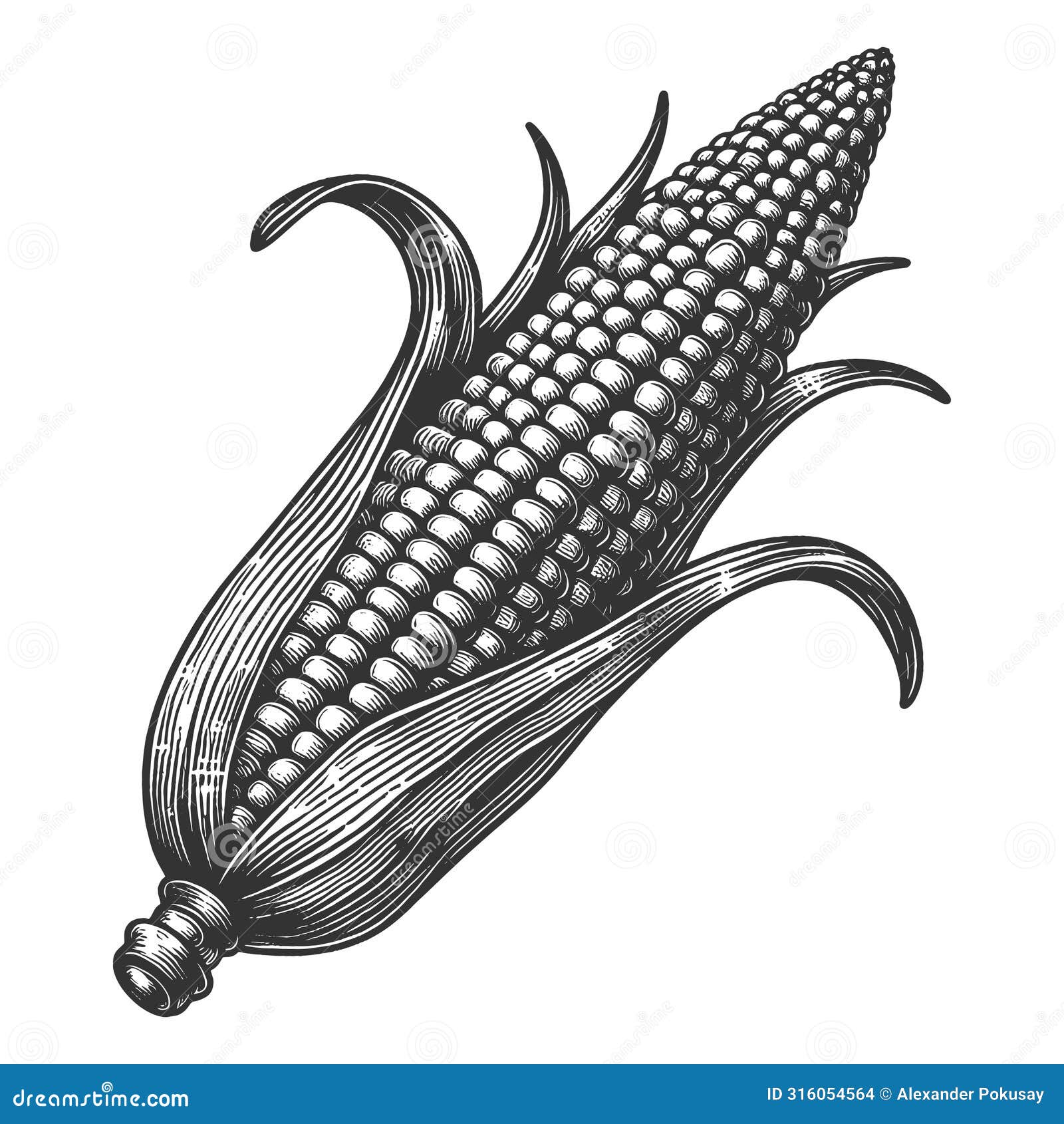 Engraved Corn Cob Illustration Vector Illustration Stock Vector ...