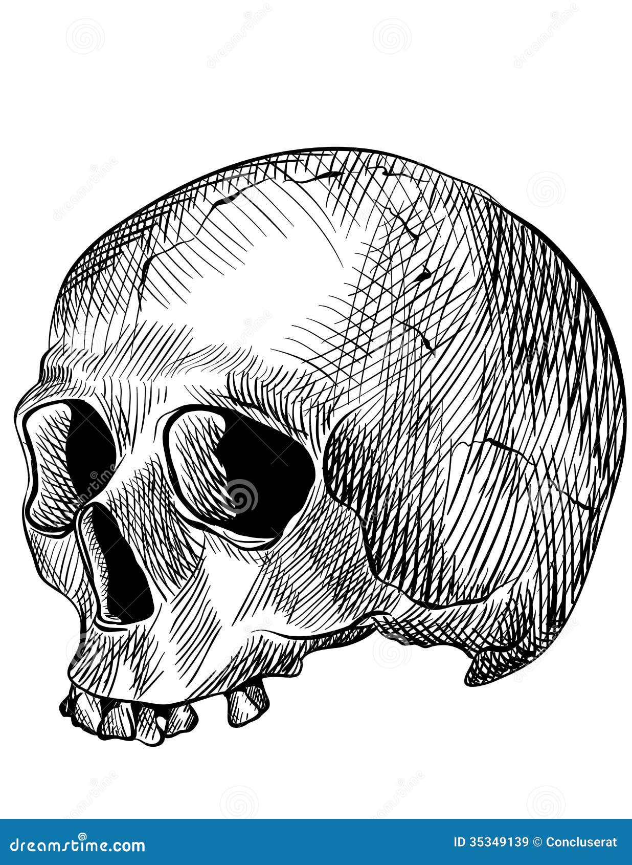 Engraved human skull stock vector. Illustration of care - 35349139