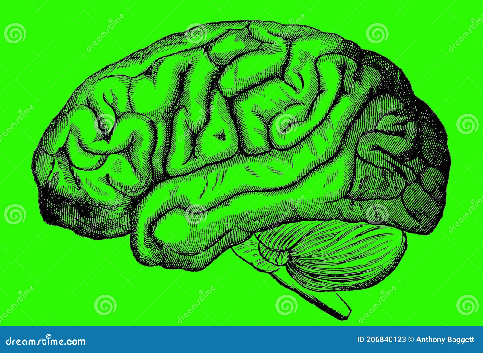 Human brain stock illustration. Illustration of brain - 206840123