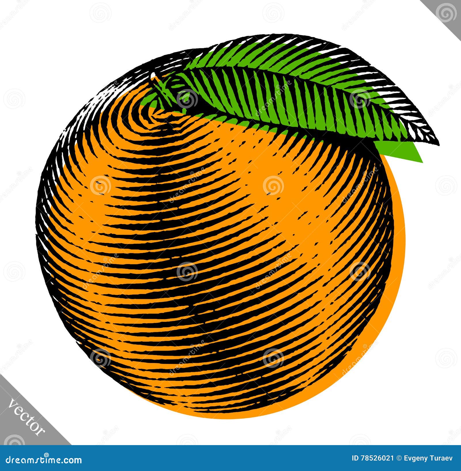 Engraved Isolated Color Vector Illustration of an Orange Stock Vector ...