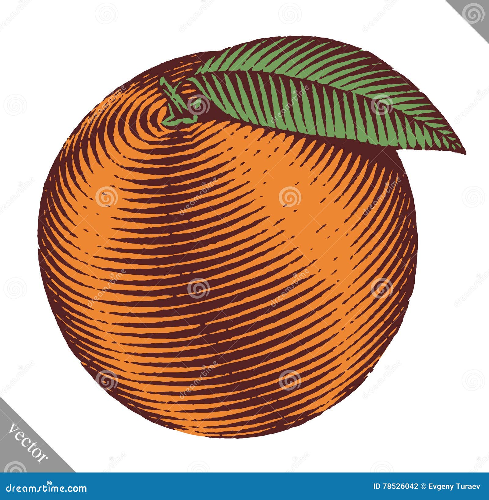 Engraved Isolated Color Vector Illustration of an Orange Stock Vector ...