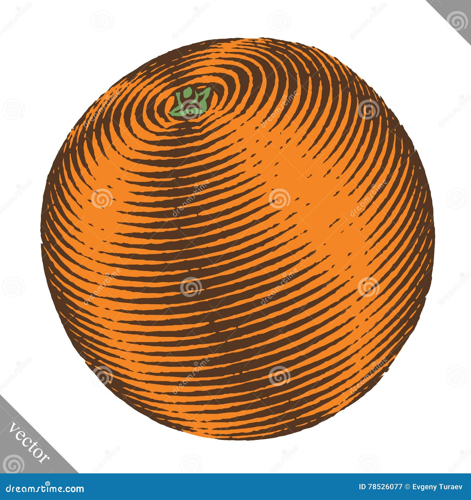 Engraved Isolated Color Vector Illustration of an Orange Stock Vector ...