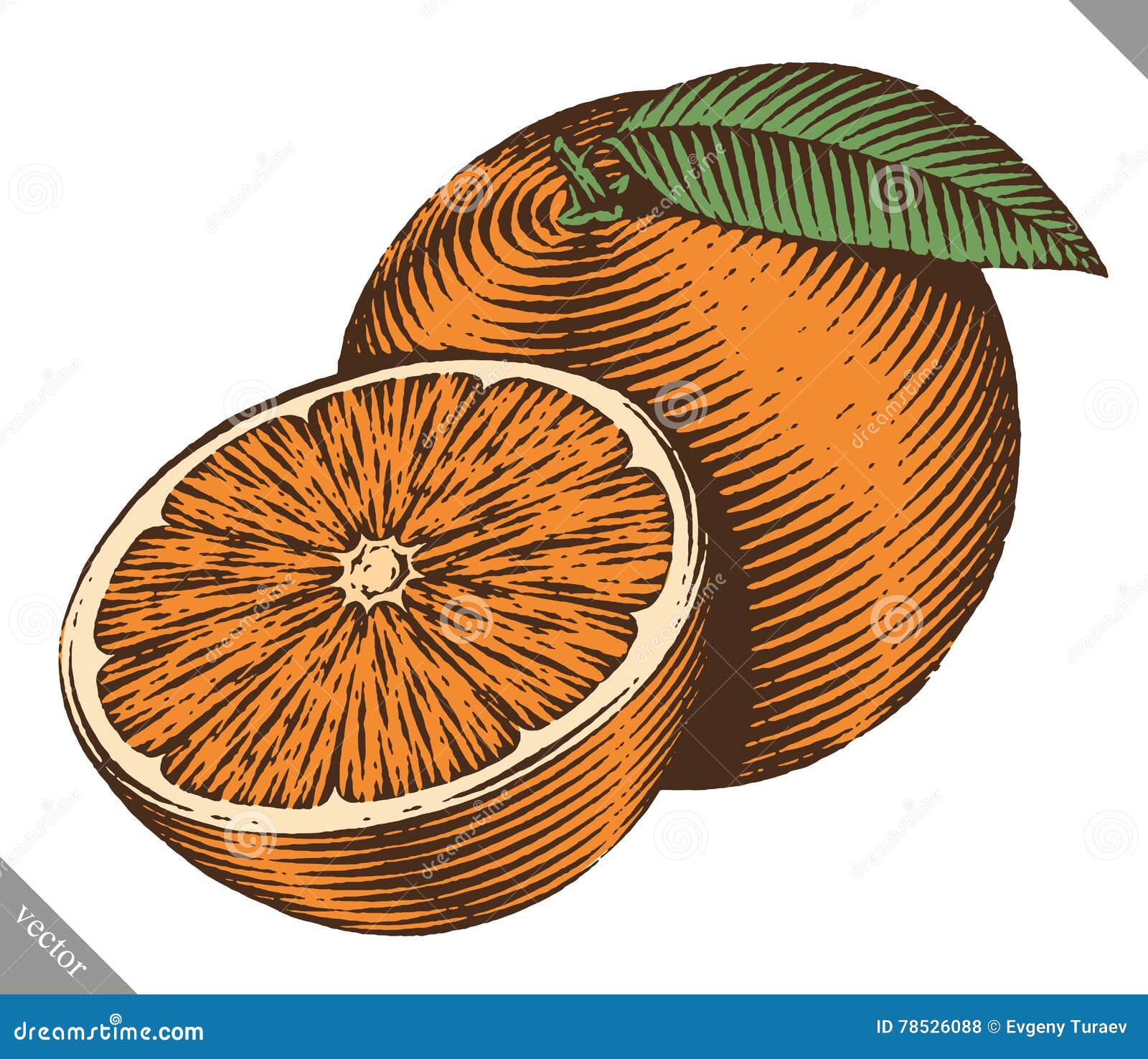 Engraved Isolated Color Vector Illustration of an Orange Stock Vector ...