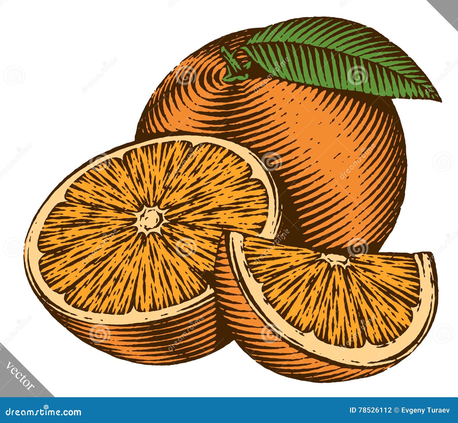 Engraved Isolated Color Vector Illustration of an Orange Stock Vector ...