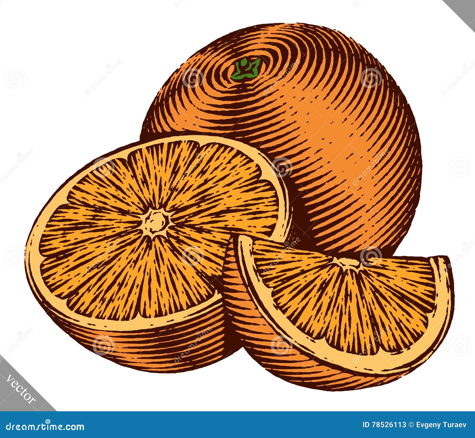 Engraved Isolated Color Vector Illustration of an Orange Stock Vector ...