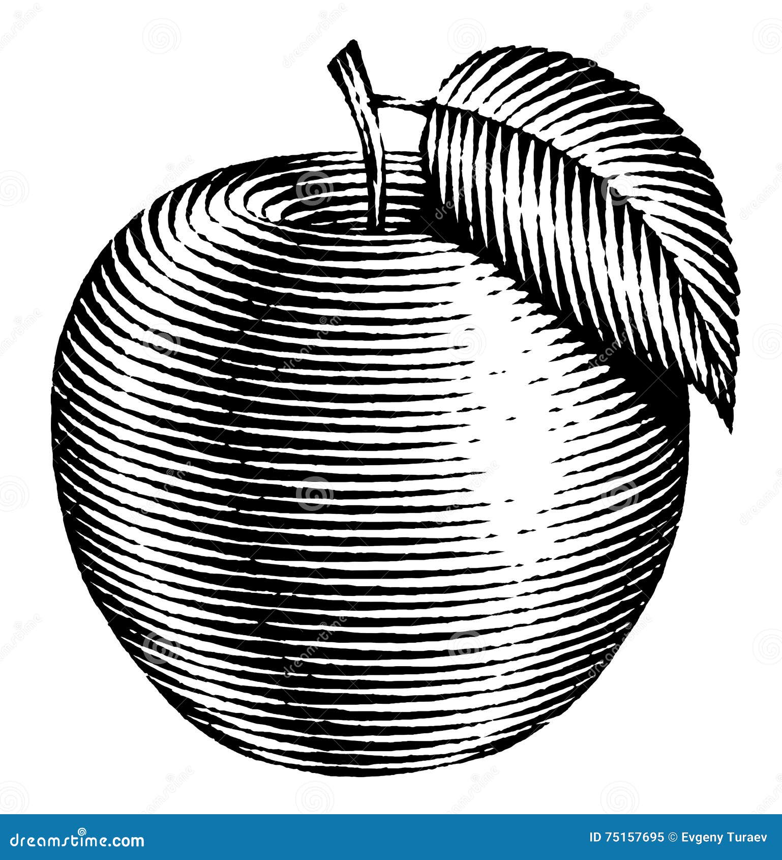 Engraved Isolated Illustration of an Apple Stock Illustration ...