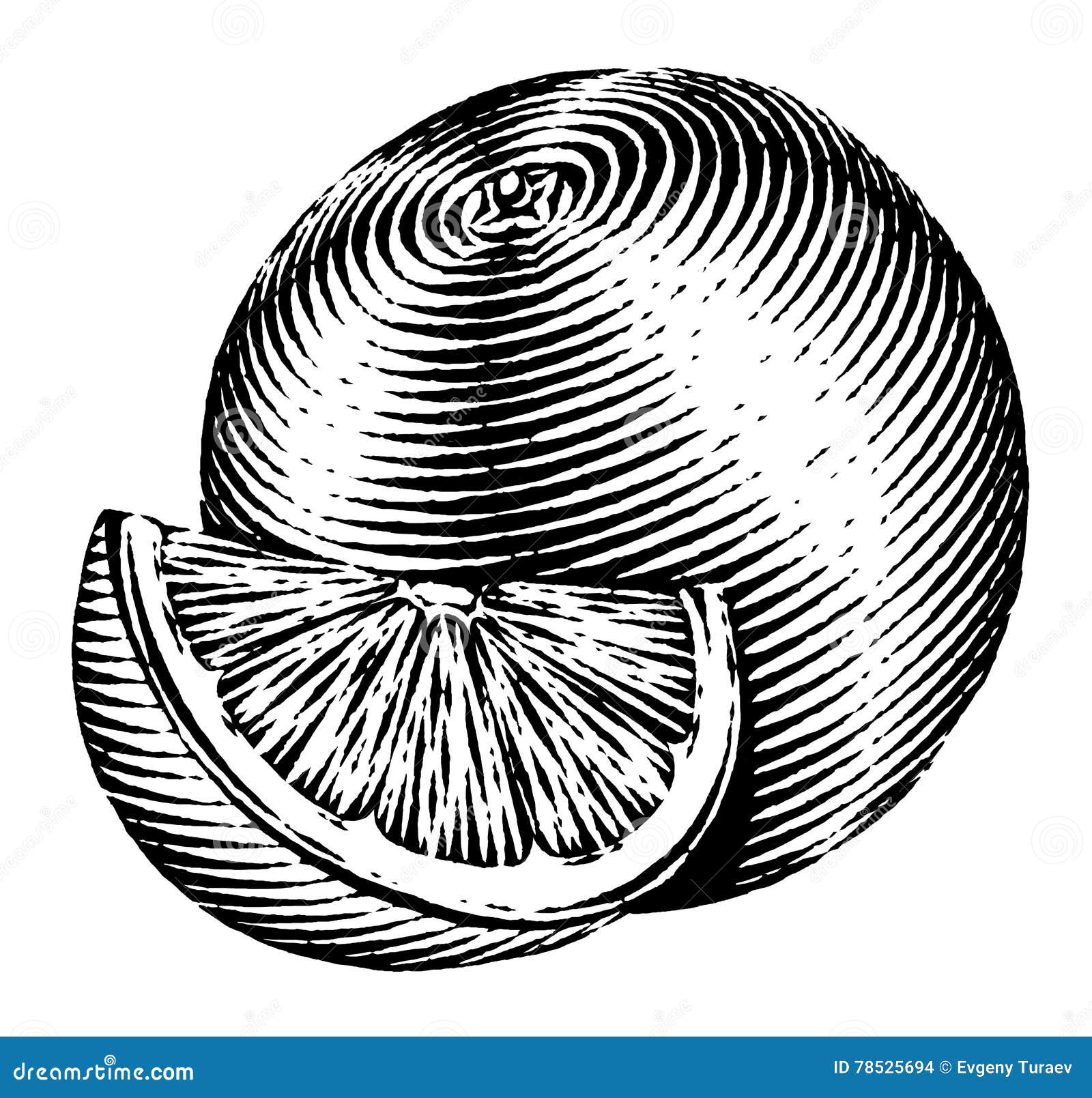 Engraved Isolated Illustration of an Orange Stock Illustration ...