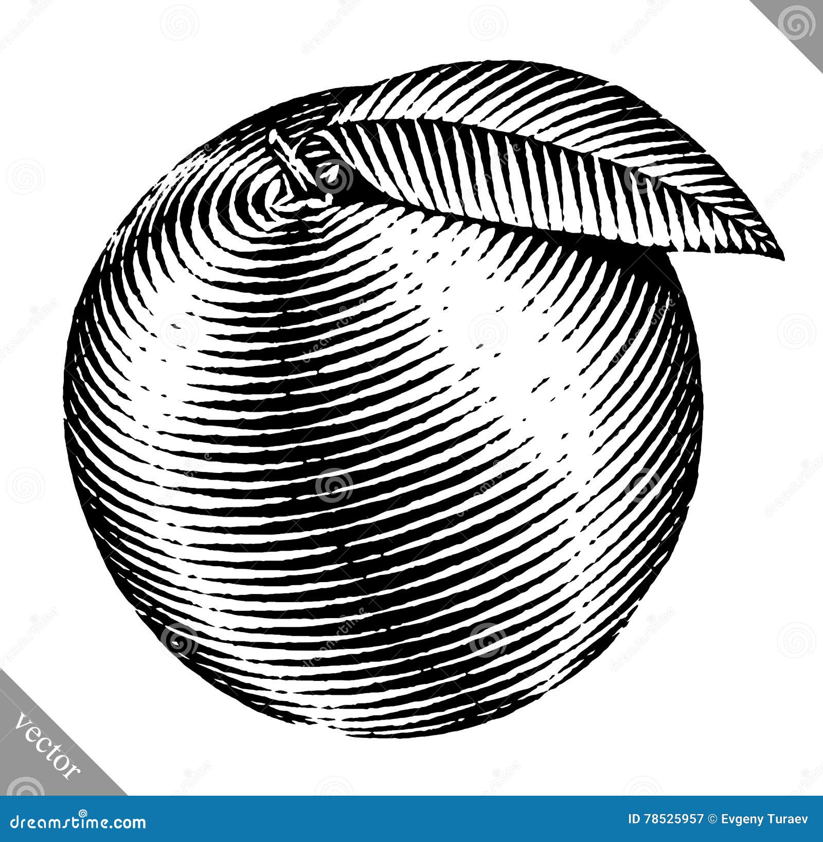 Engraved Isolated Vector Illustration of an Orange Stock Vector ...