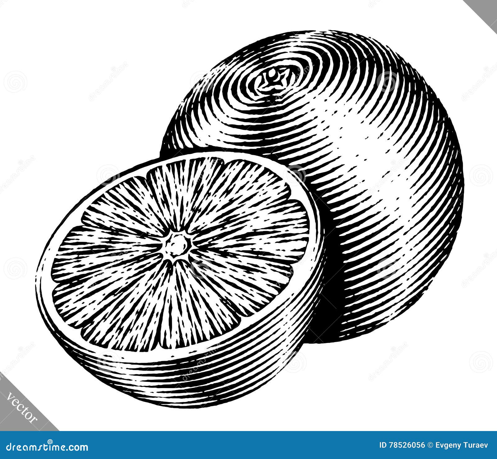 Engraved Isolated Vector Illustration of an Orange Stock Vector ...