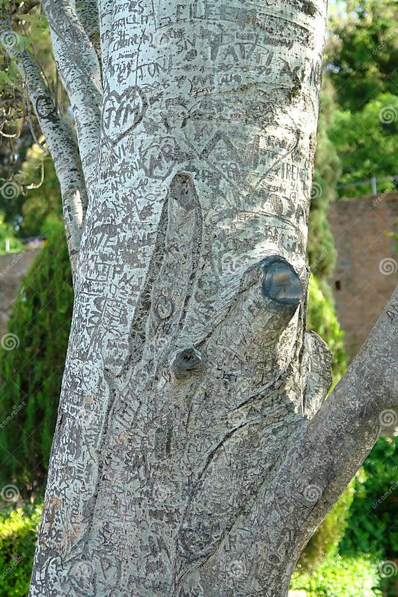 Engraved tree stock image. Image of initials, carve, letter - 1314443