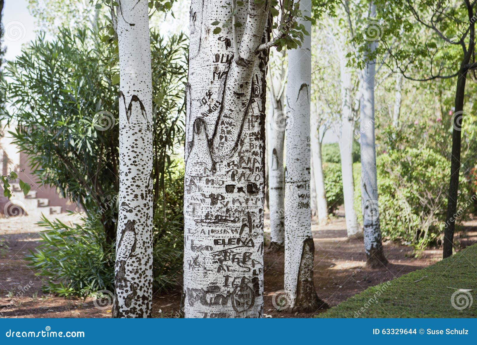 Birch Trees with Graffiti stock photo. Image of trees - 63329644