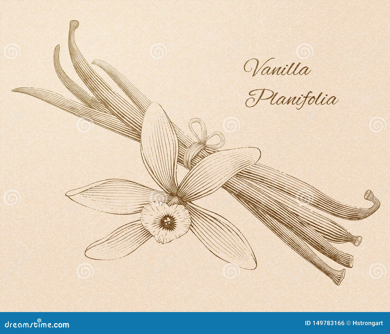 Vanilla Planifolia Flower And Vanilla Pods Or Beans Border. Ice Cream ...