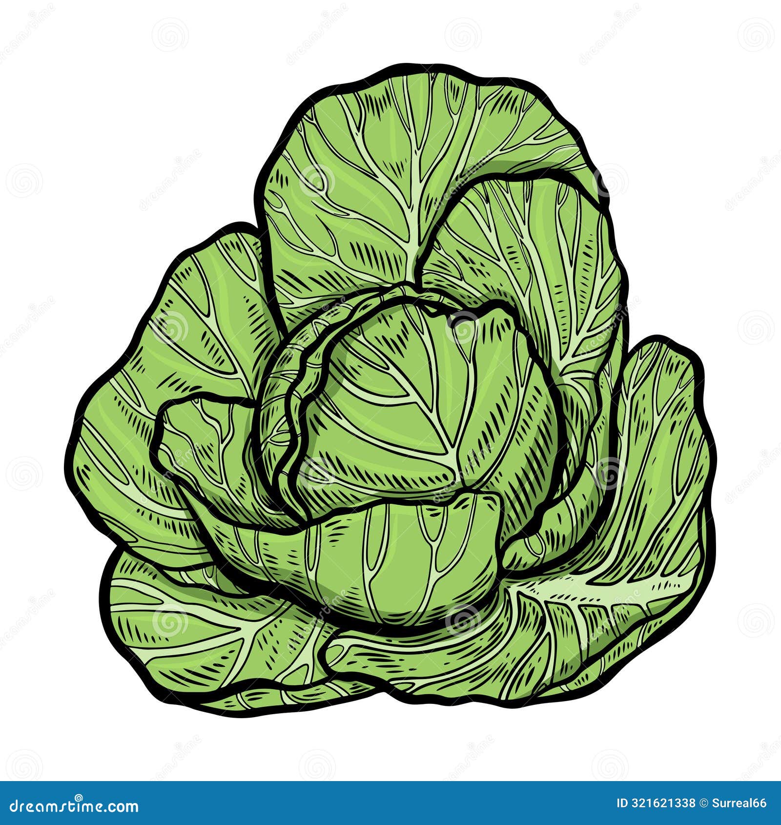 Engraved Vintage Cabbage Vegetable Vector Illustration Stock Vector ...