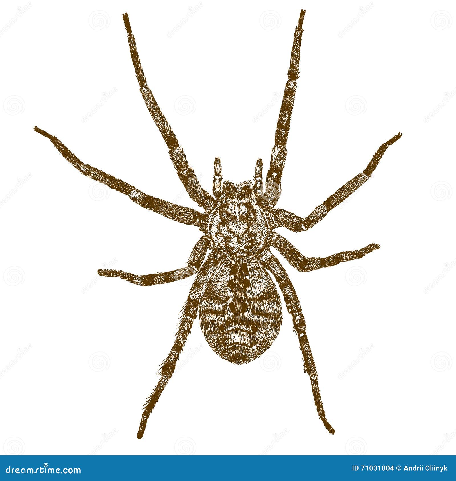 Spider Eating Insect