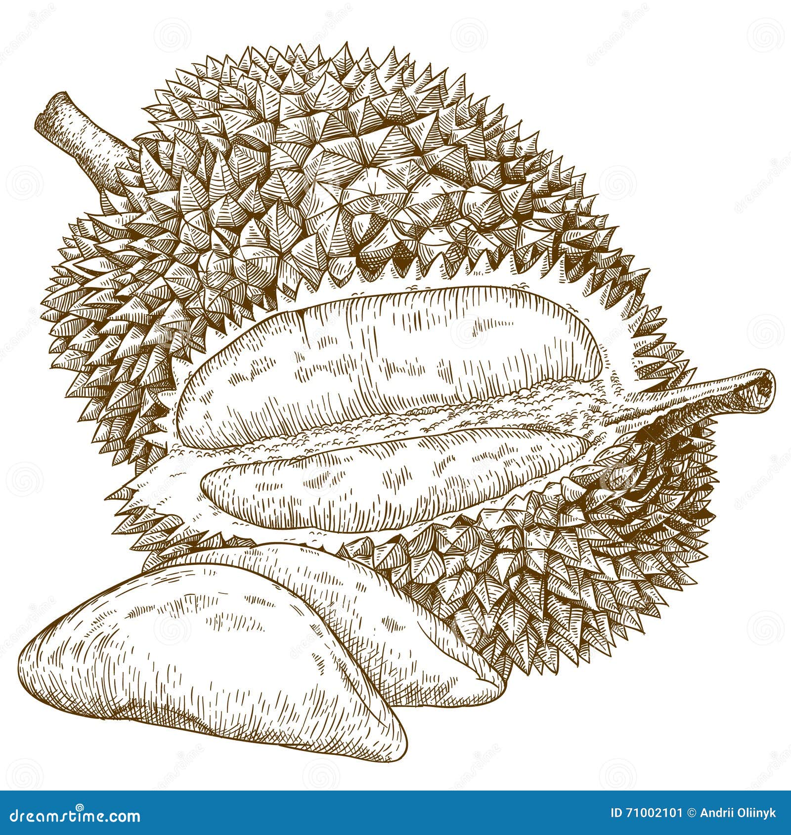 Engraving Antique Illustration of Durian Fruit Stock Vector ...