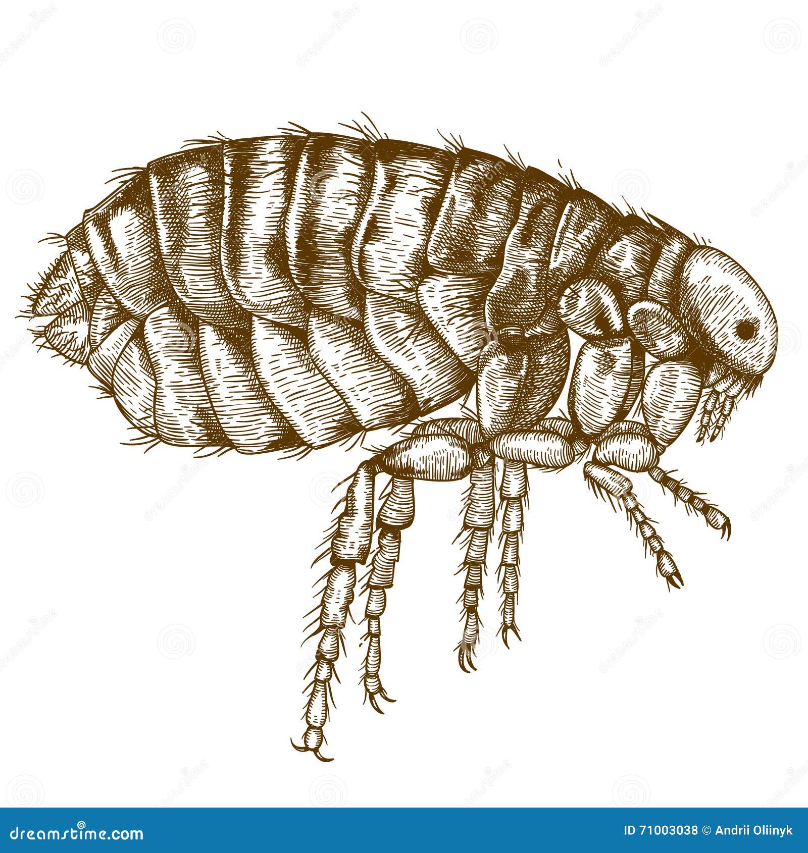 Engraving Antique Illustration Of Flea Stock Vector - Illustration of ...