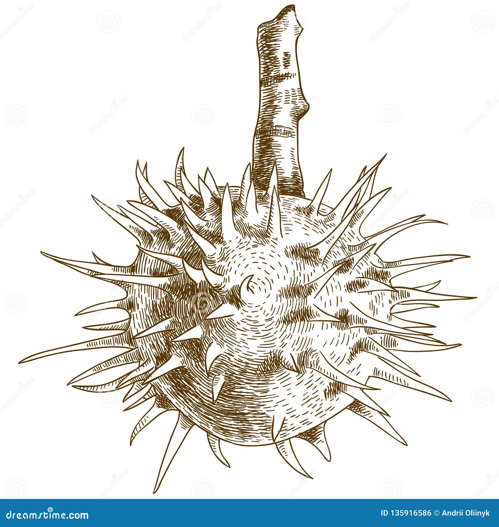 Drawing Chestnut-tree Branch Sketch, Hand-drawn Illustration Cartoon ...