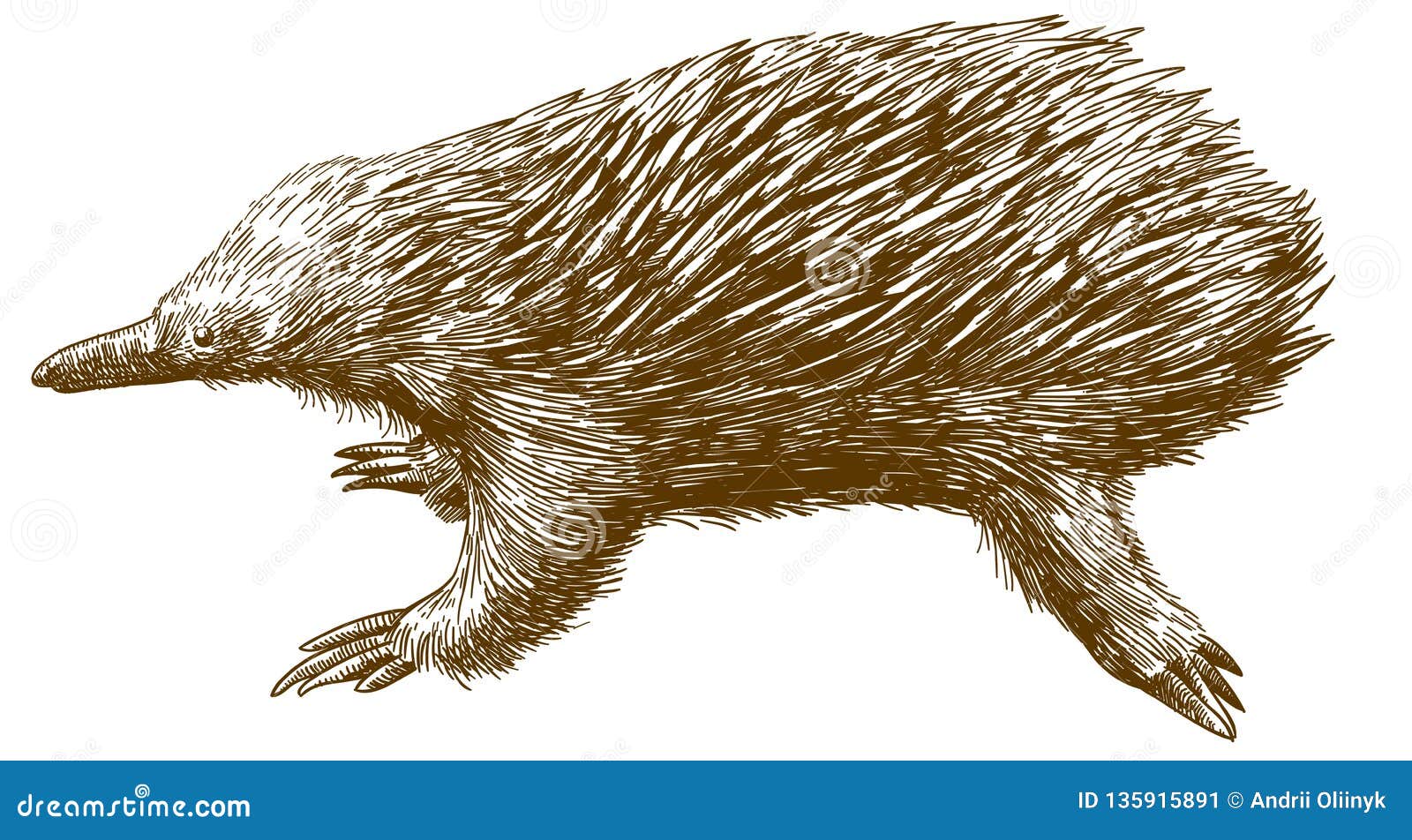 Engraving Drawing Illustration Of Echidna Cartoon Vector ...